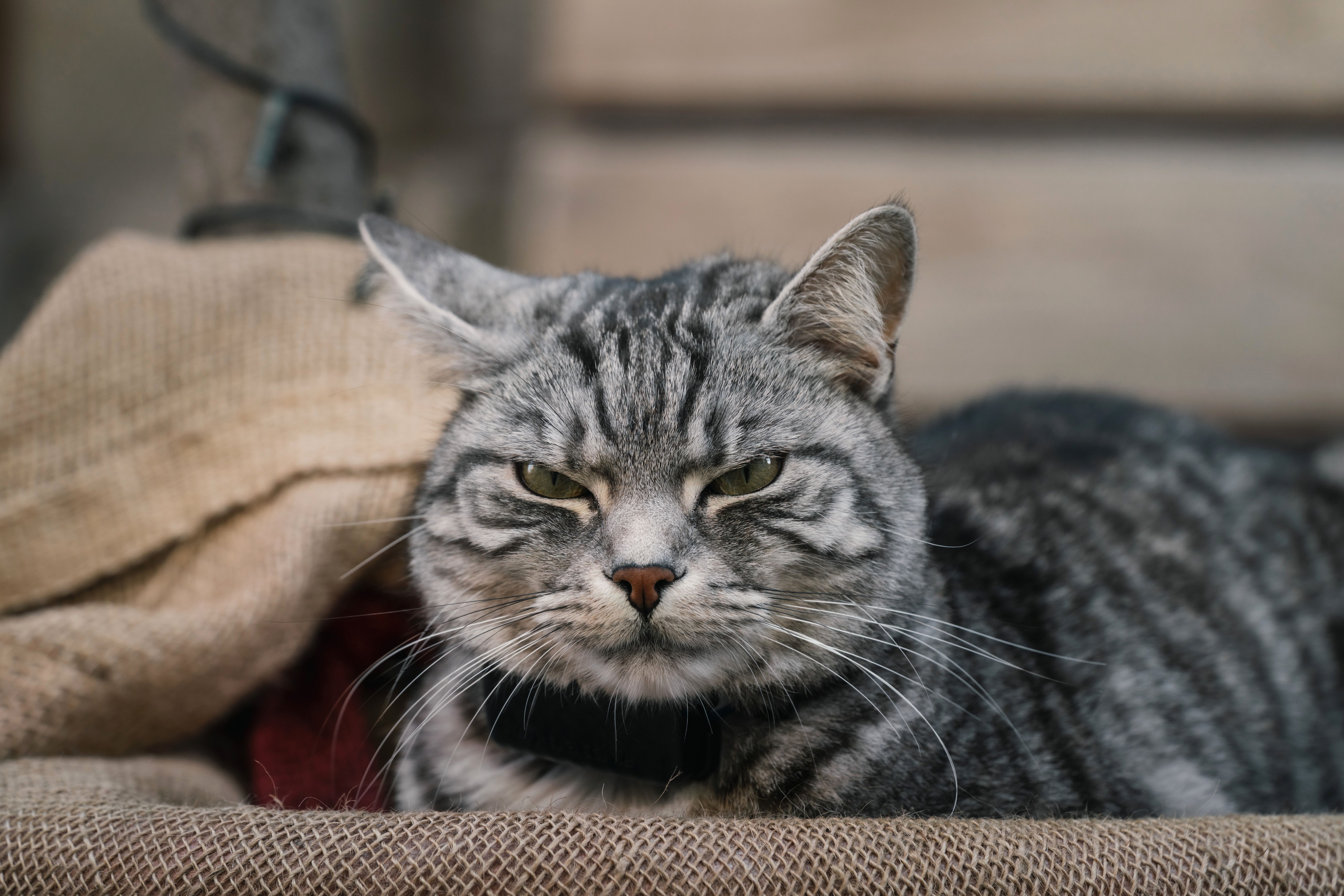 Desktop Wallpaper Of Cat Photos, Download The BEST Free Desktop ...