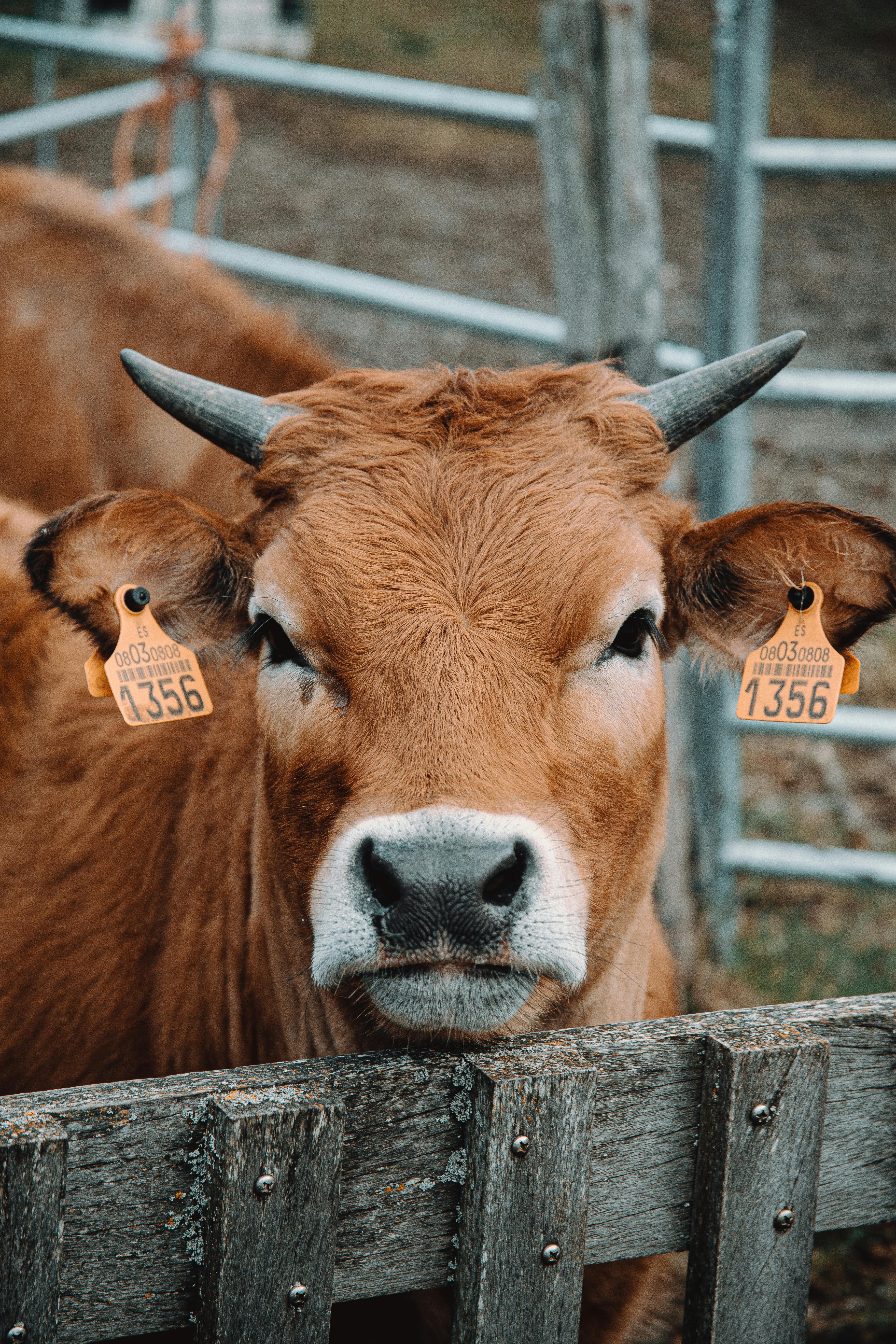 Brown Cow · Free Stock Photo
