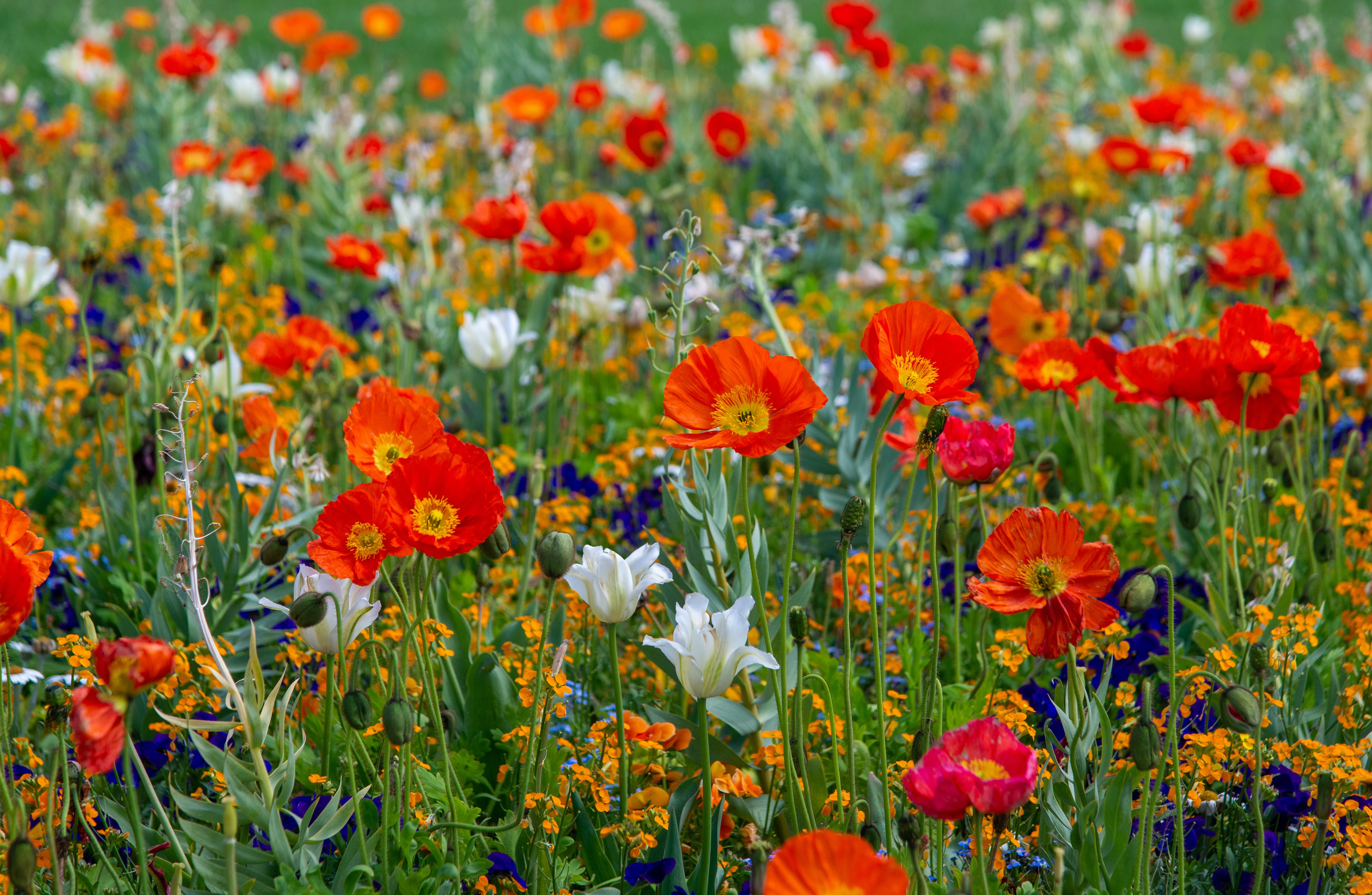 Real Colorful Natural Flower Field Photos, Download The BEST Free Real ...
