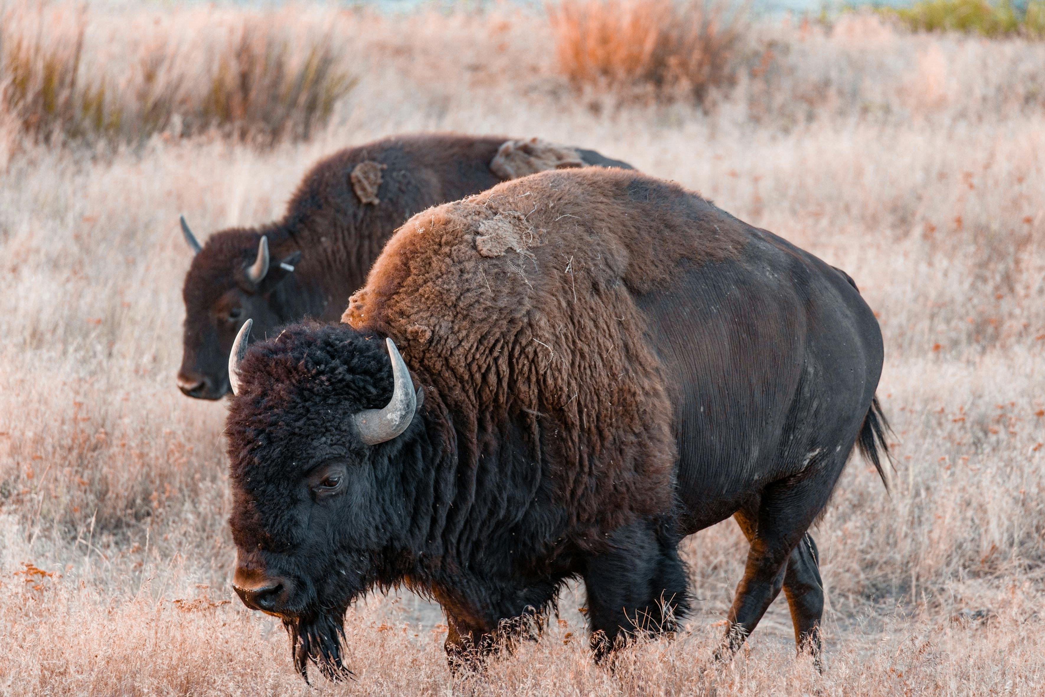 141+ Best Free Bison Stock Photos & Images · 100% Royalty-Free HD Downloads