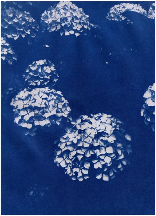Beautiful Cyanotype of Hydrangea Blossoms · Free Stock Photo