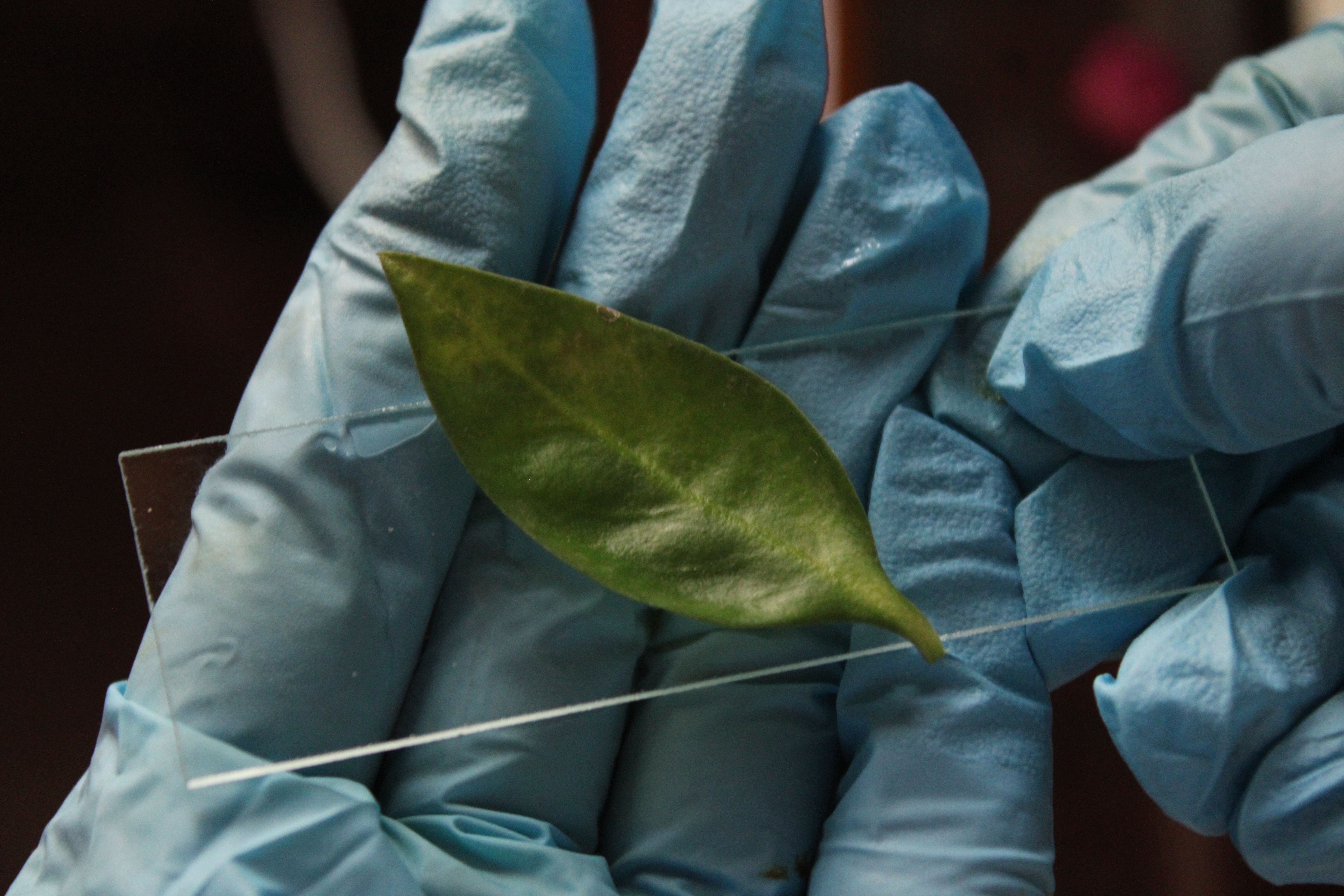 Close-up of a Leaf on Laboratory Slide · Free Stock Photo