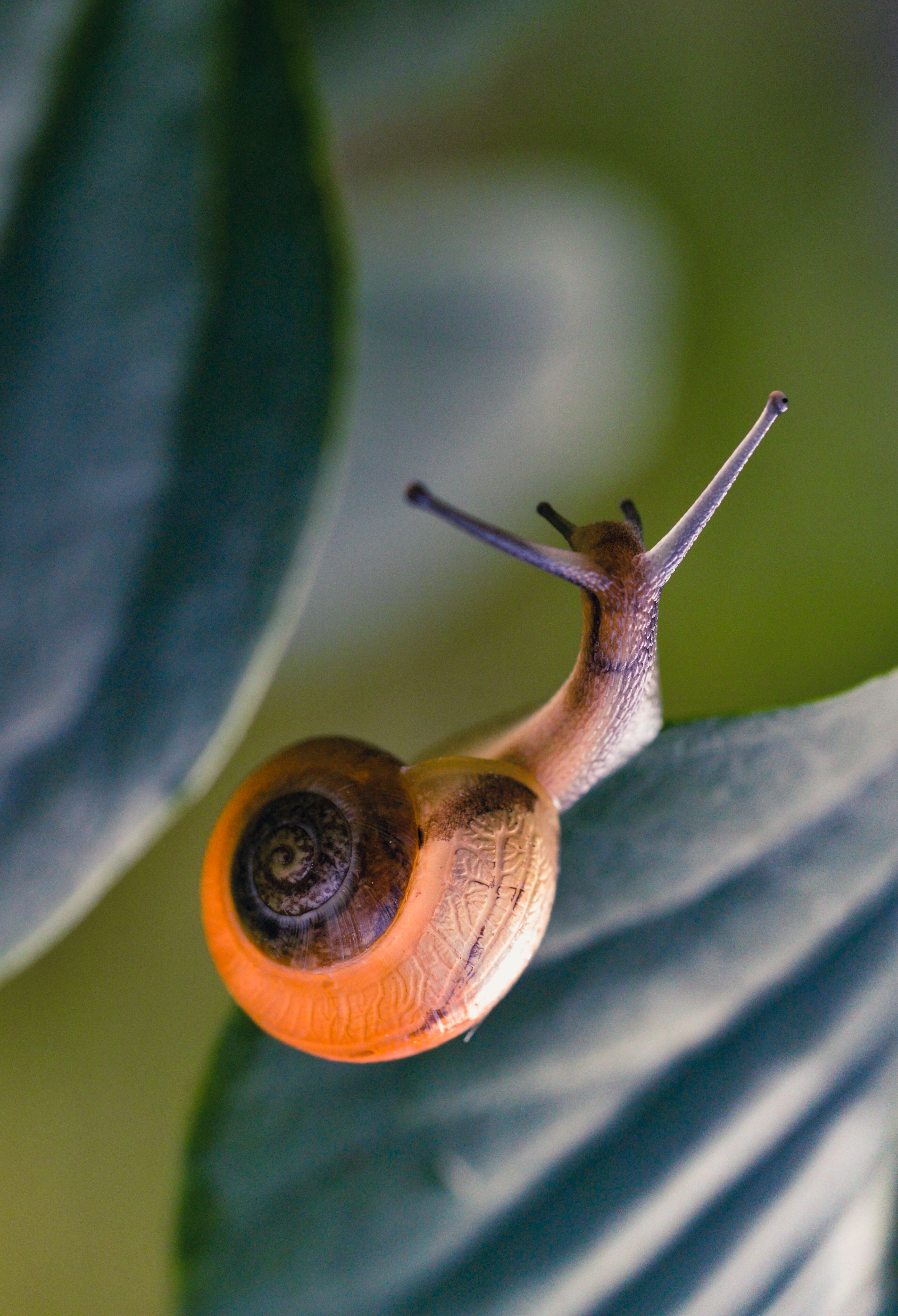 Gros Plan D'un Escargot Sur Une Feuille à La Lumière Naturelle · Photo ...