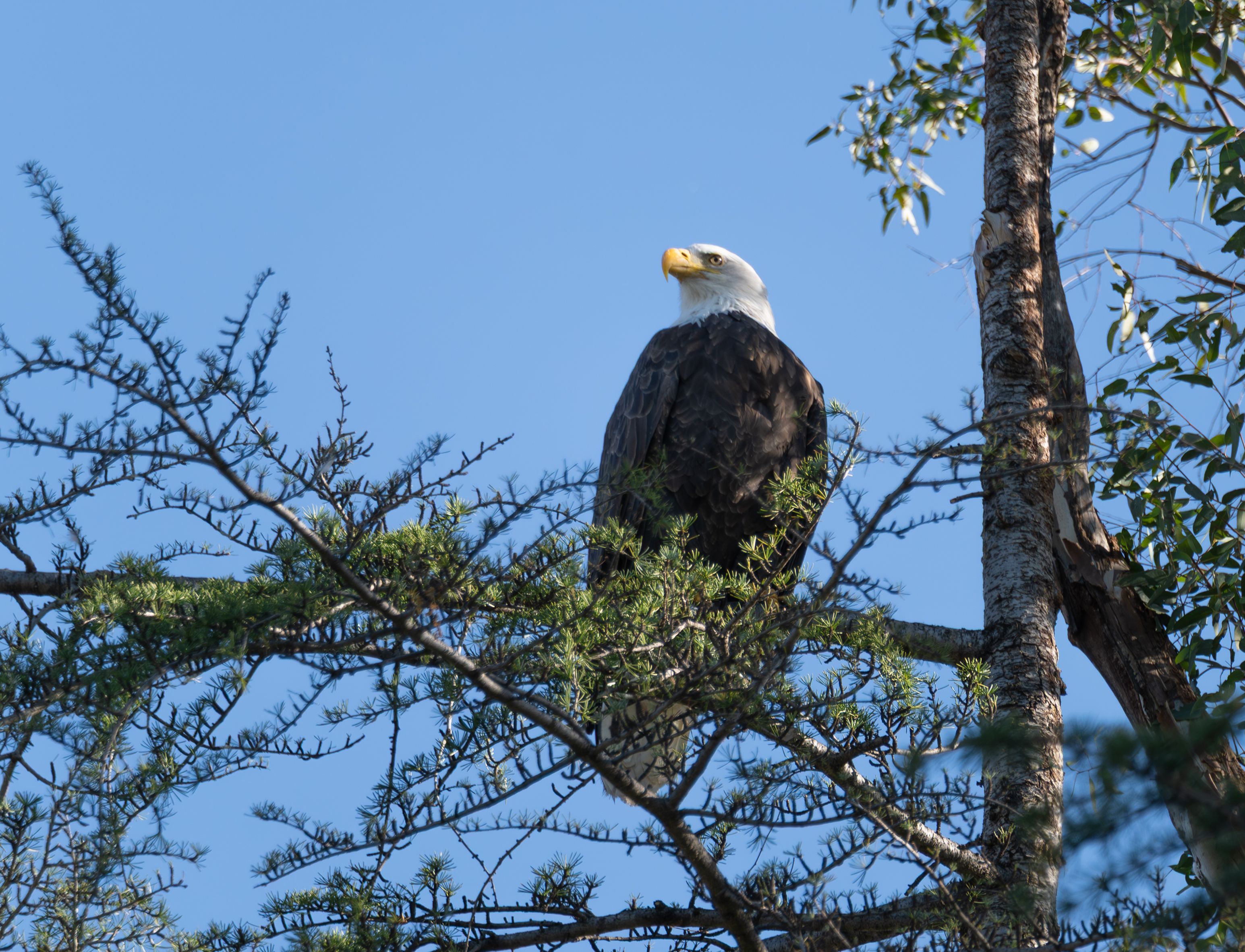 Zoom Backgrounds Eagle Photos, Download The BEST Free Zoom Backgrounds ...