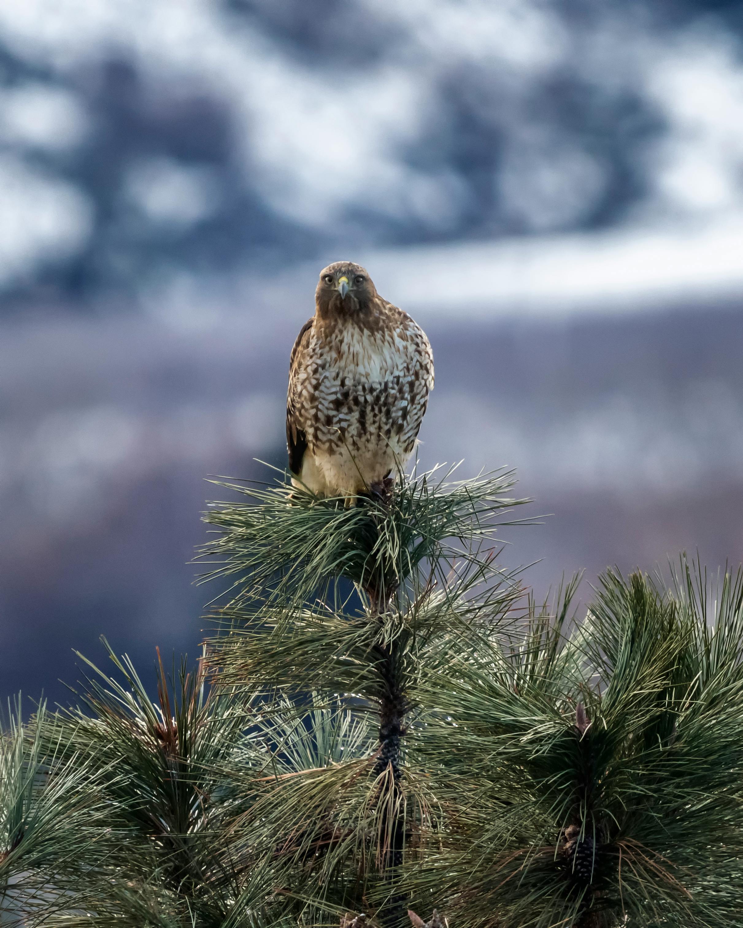 Brown Hawk On A Tree · Free Stock Photo