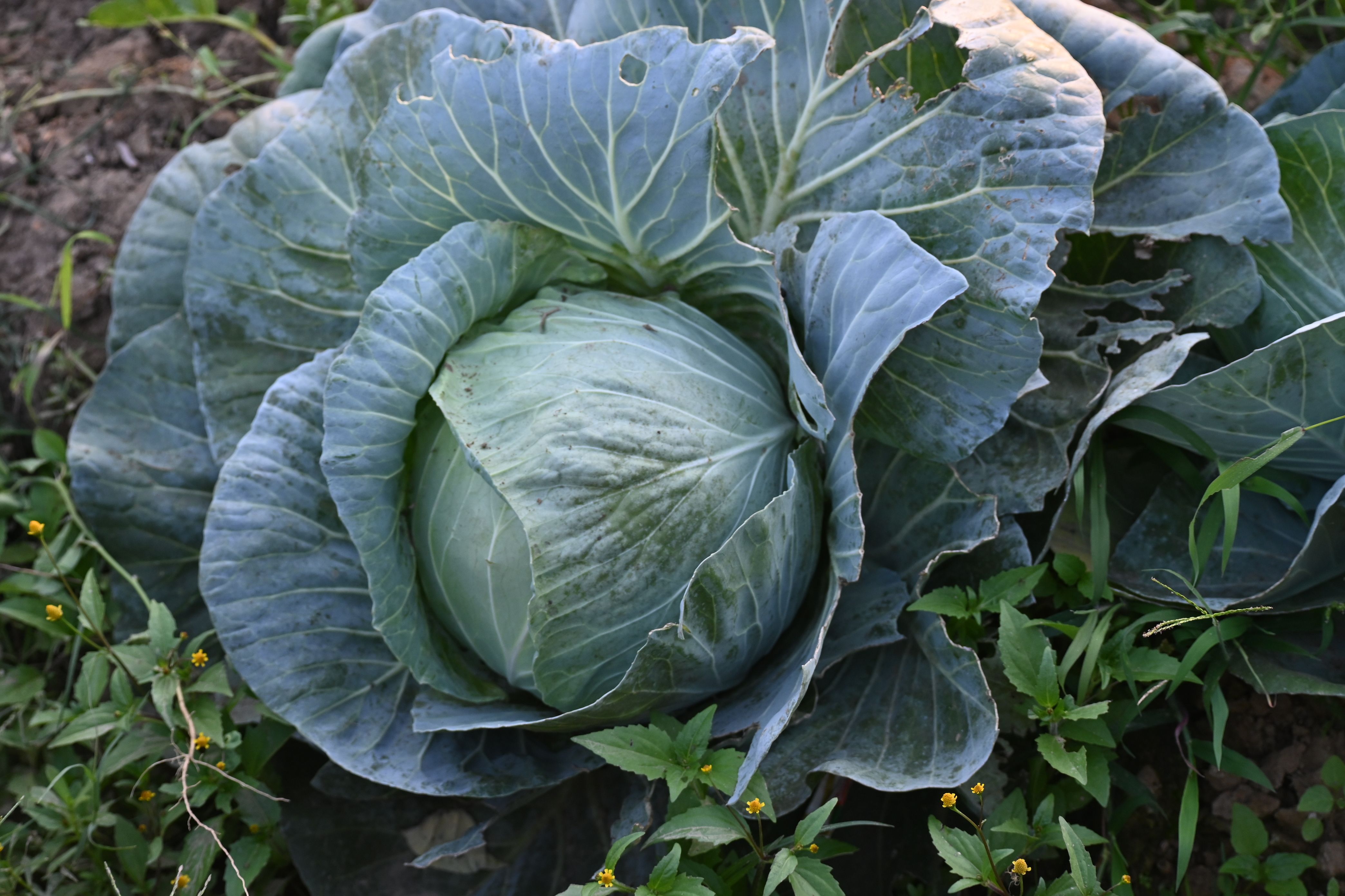 Fresh Green Cabbage Growing in a Garden · Free Stock Photo