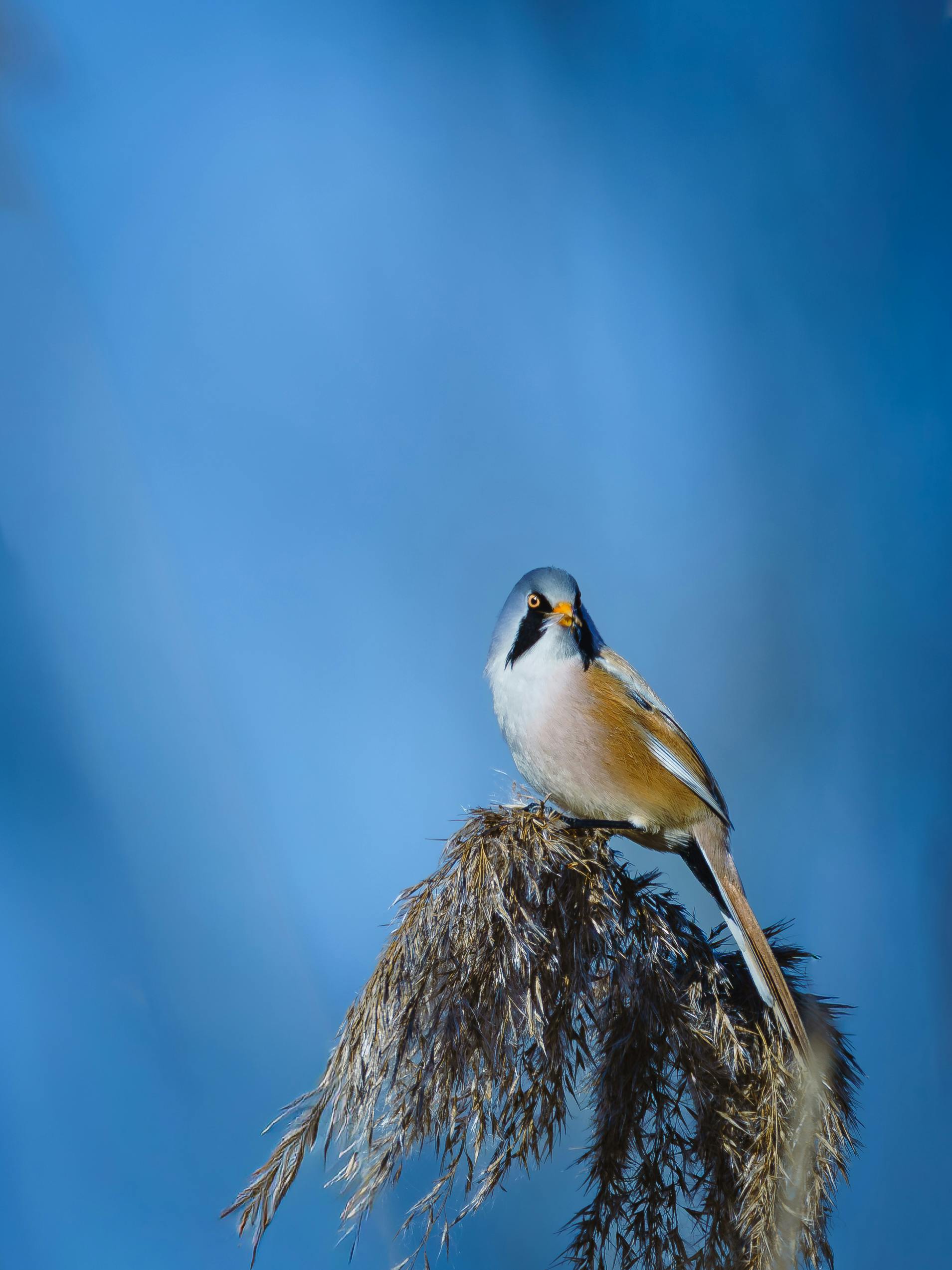 Bearded Reedling Resting on Reed in Poland · Free Stock Photo