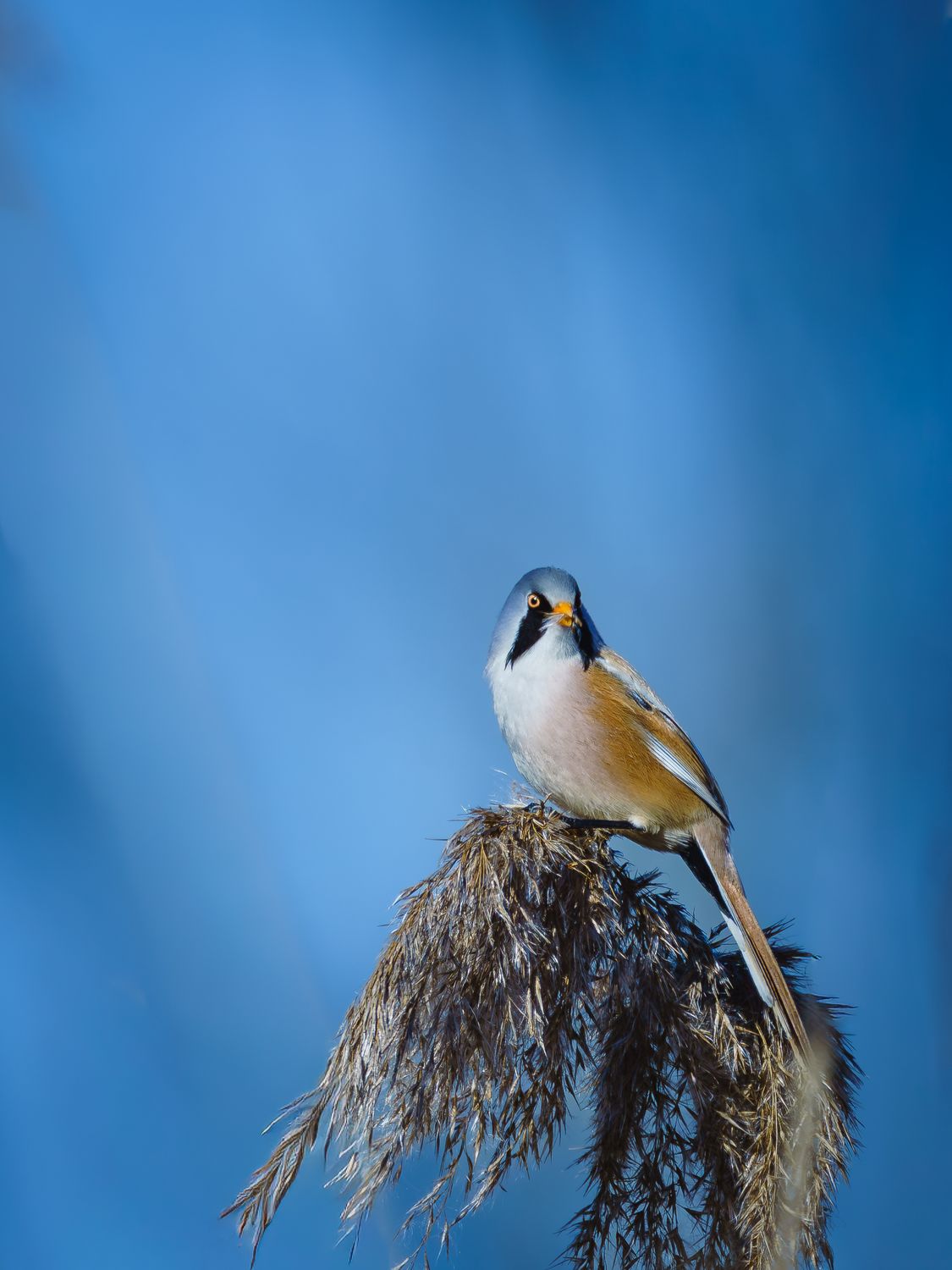 Bearded Reedling Resting on Reed in Poland · Free Stock Photo