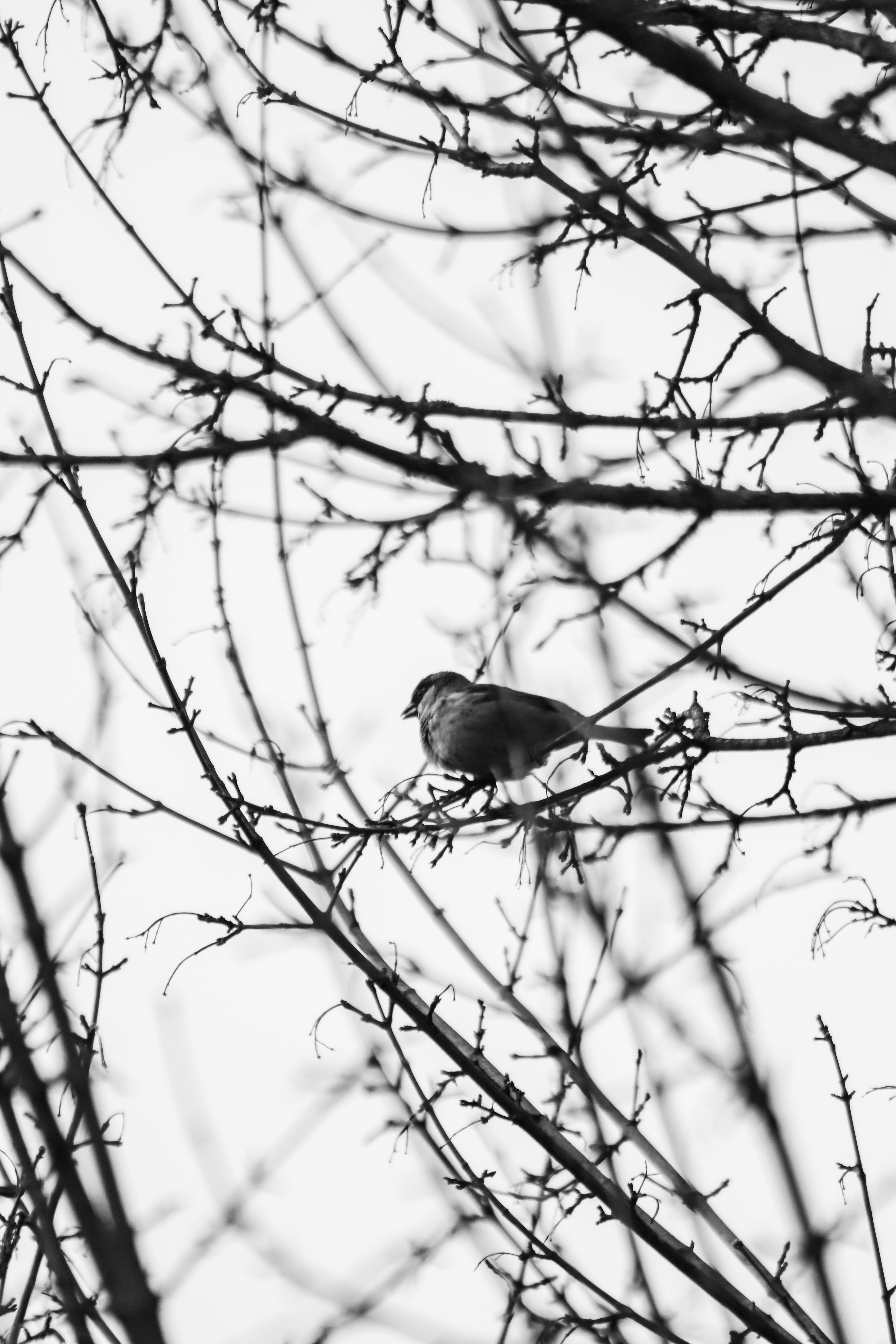 Grayscale Photo of a Bird Flying · Free Stock Photo