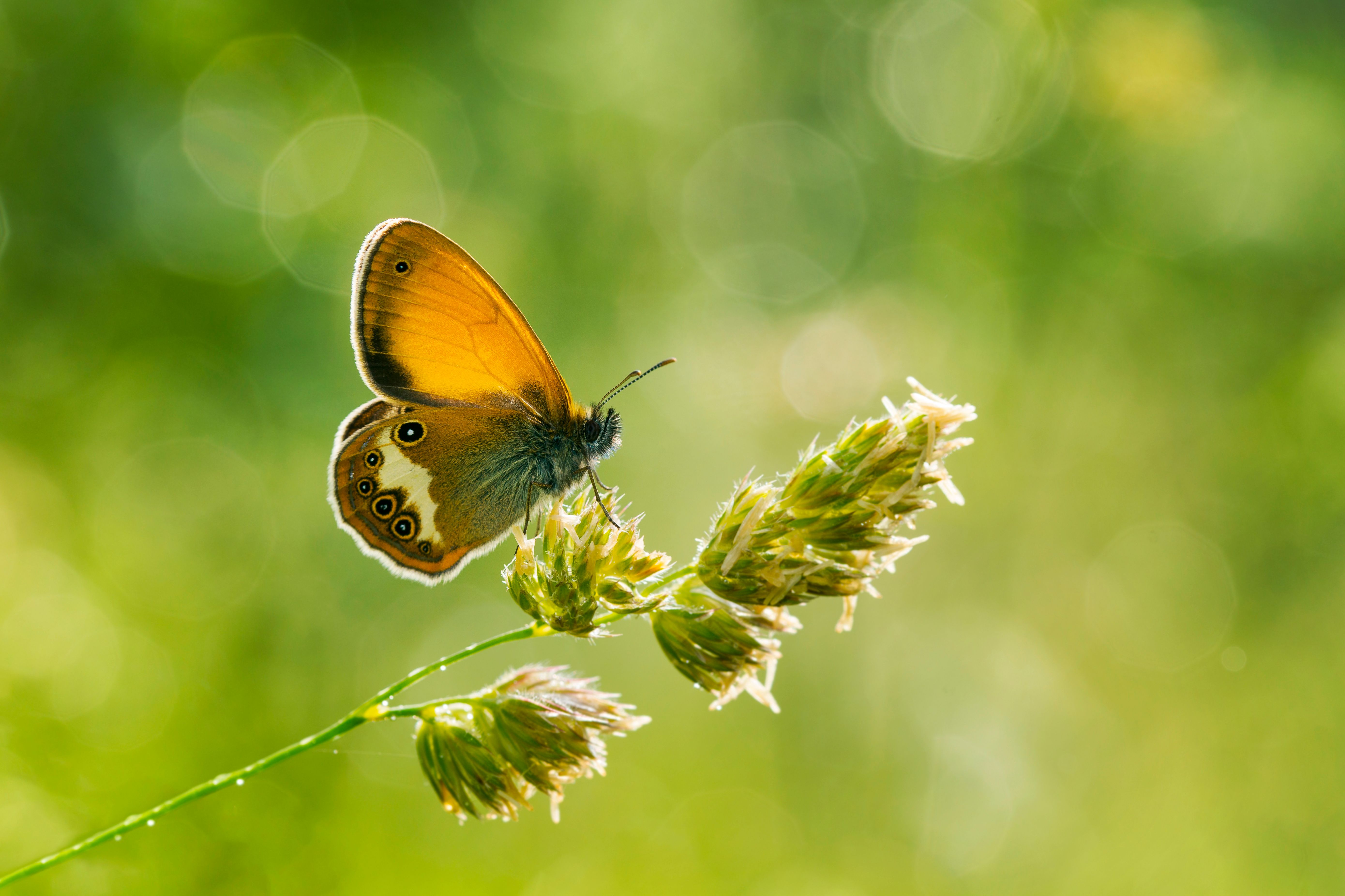 Metamorphosis Photos, Download The BEST Free Metamorphosis Stock Photos ...