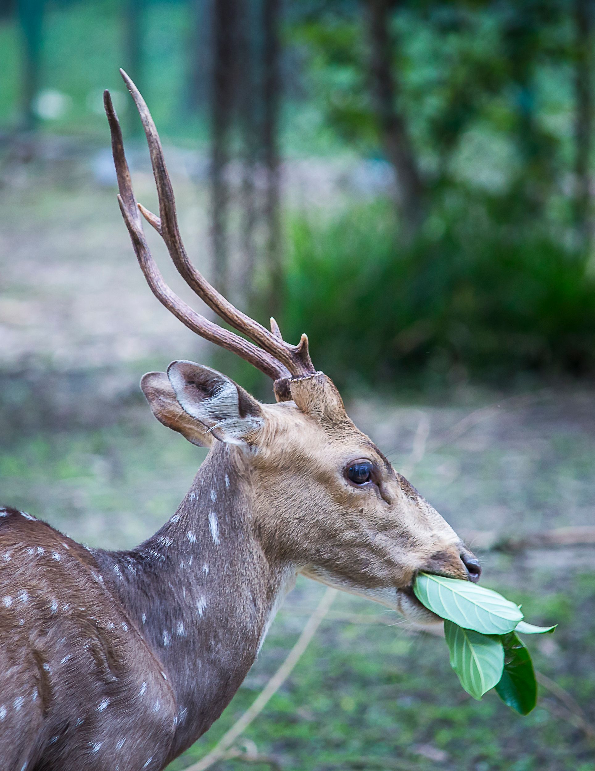 Herbivores Animals Photos, Download The BEST Free Herbivores Animals ...