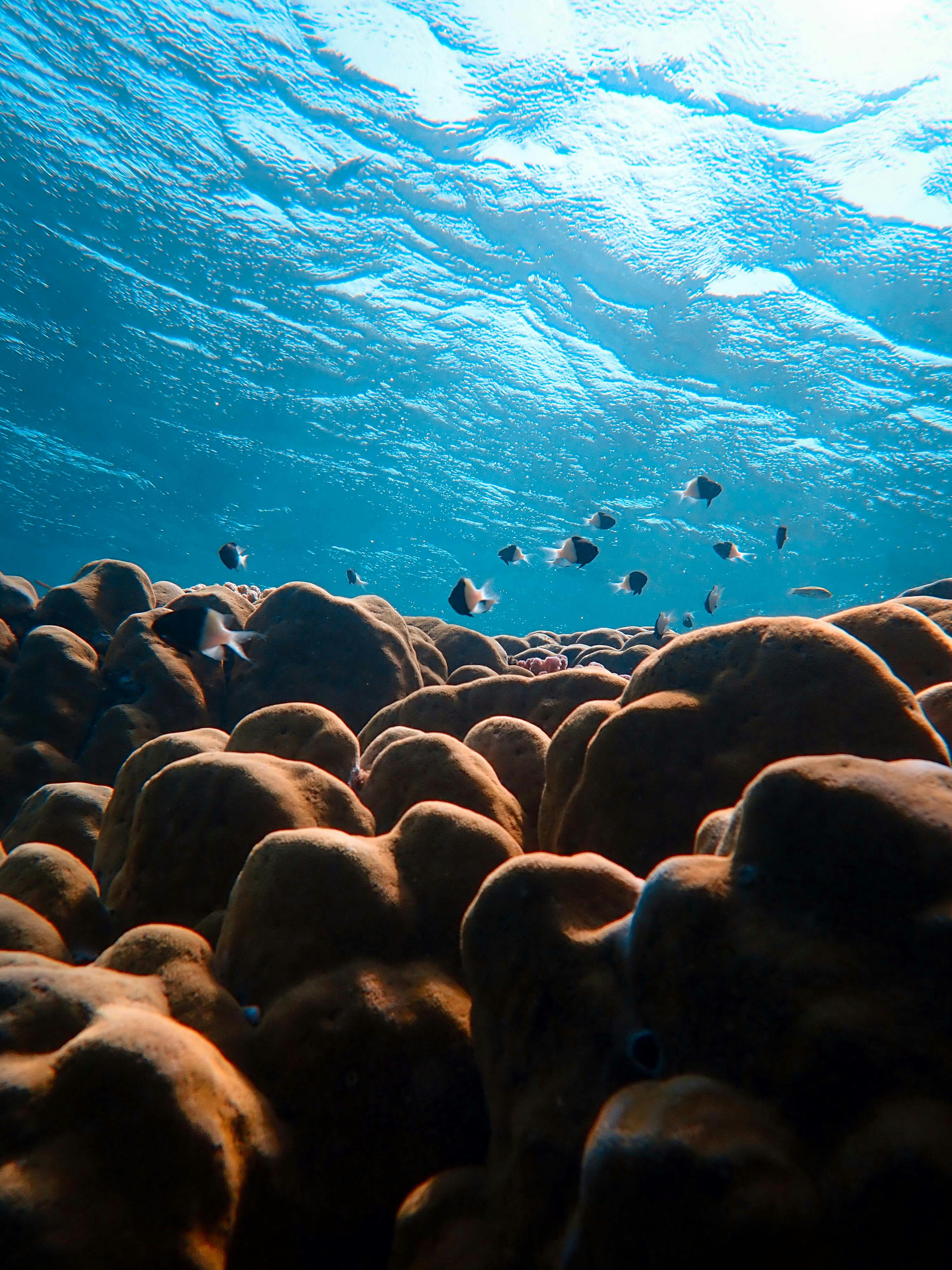 Brown Coral Reef · Free Stock Photo