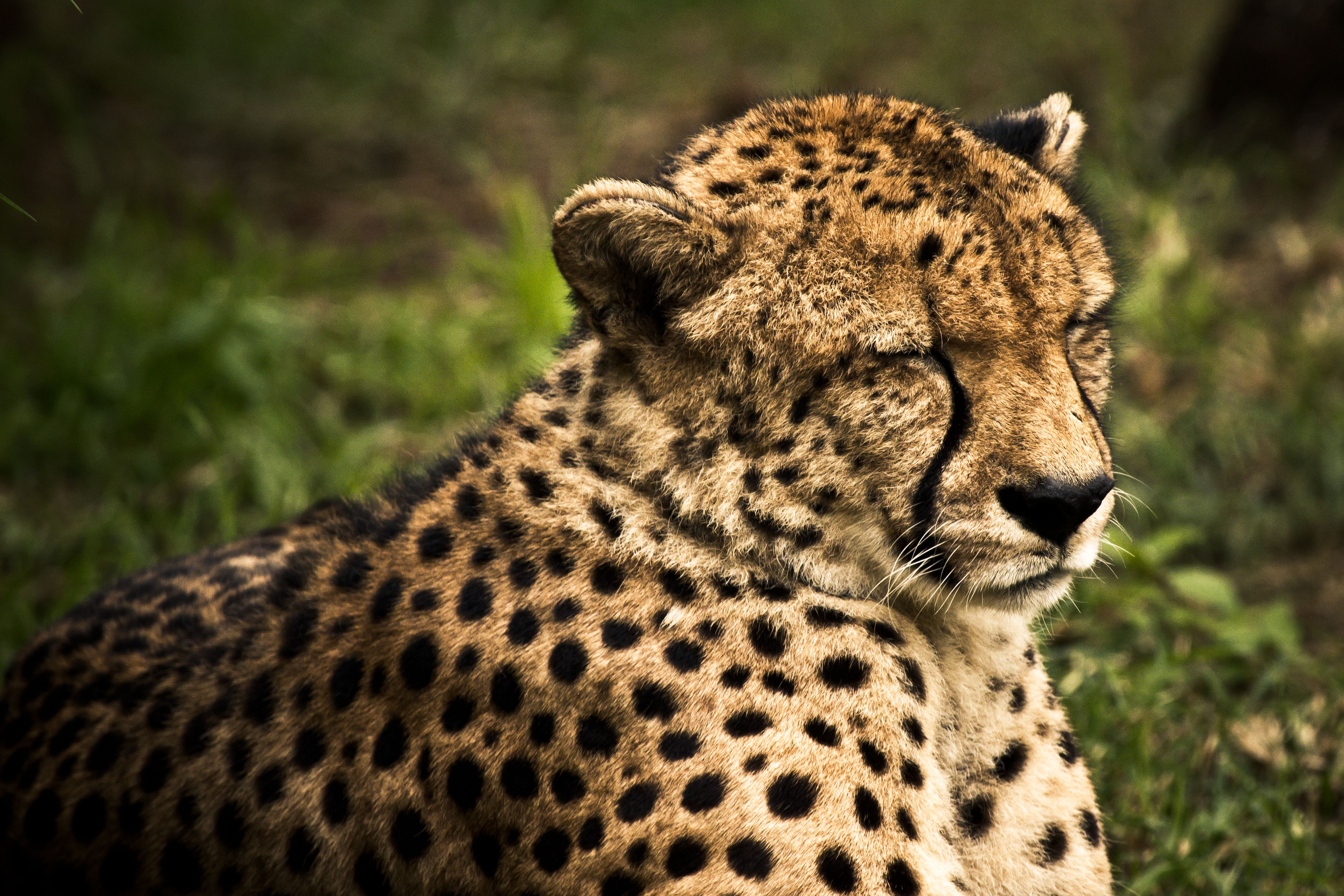 Cheetah 4k Wallpaper Photos, Download The BEST Free Cheetah 4k ...