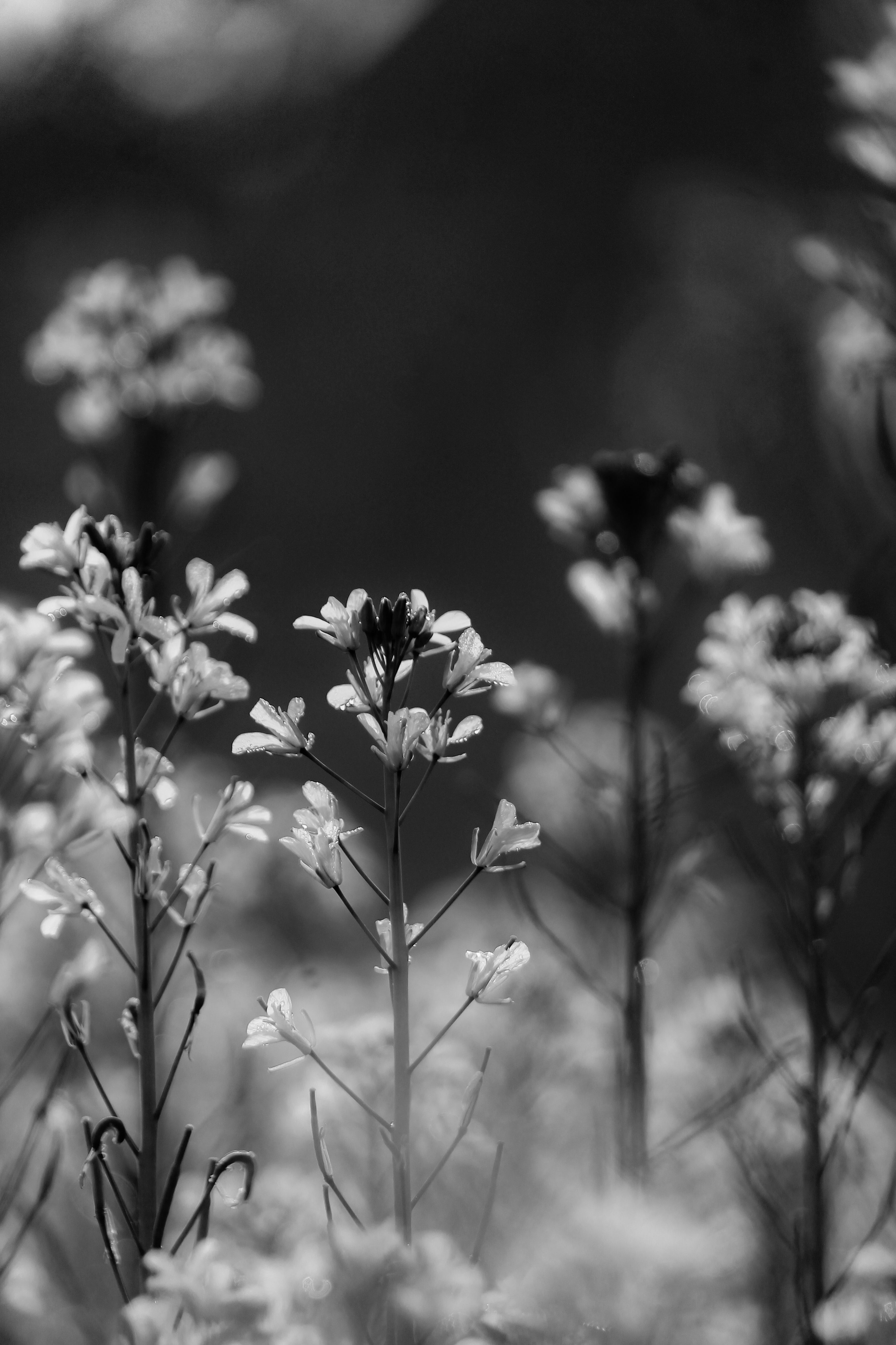 Gray Scale Photo of Flower Field · Free Stock Photo