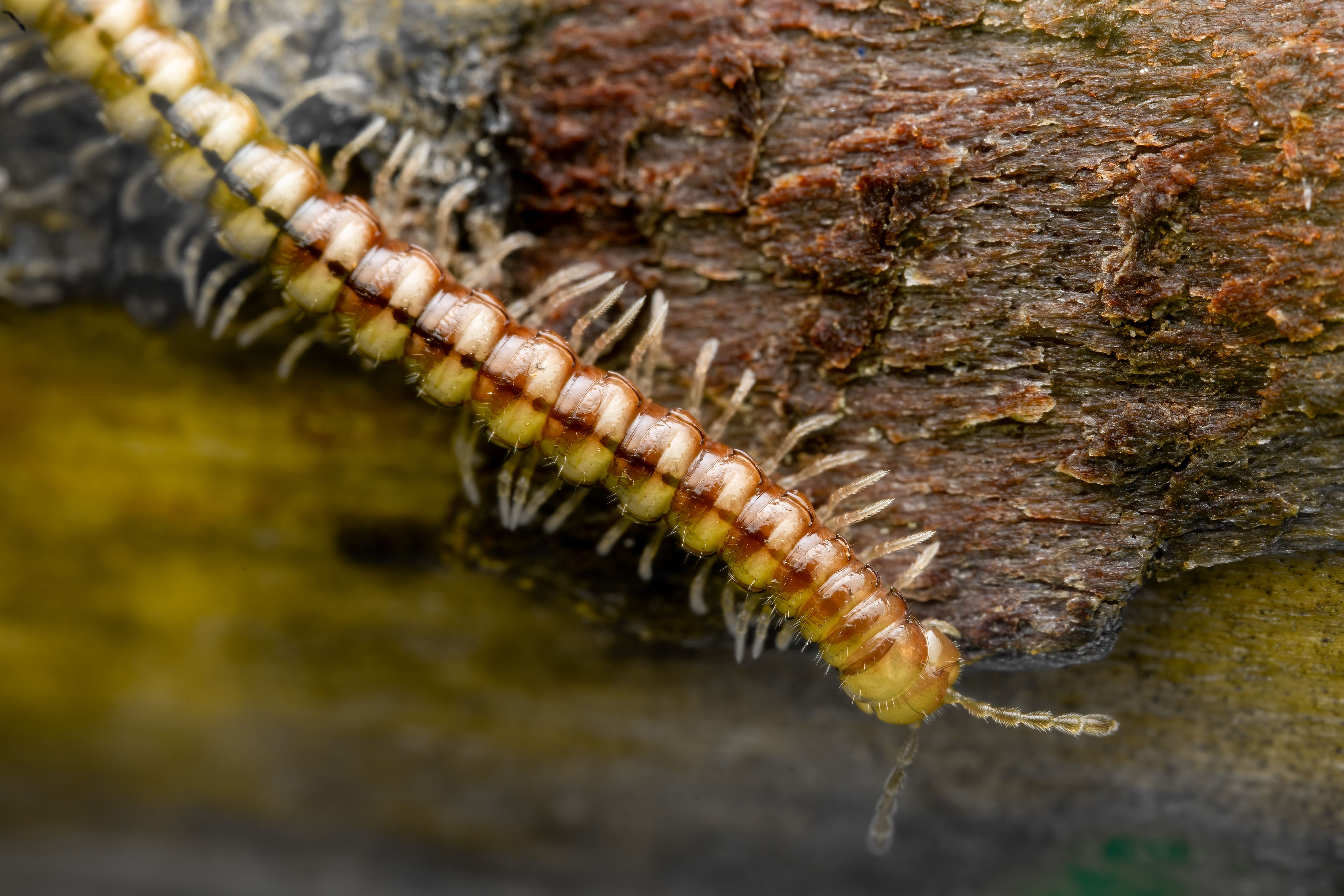 Invertebrates Photos, Download The BEST Free Invertebrates Stock Photos ...