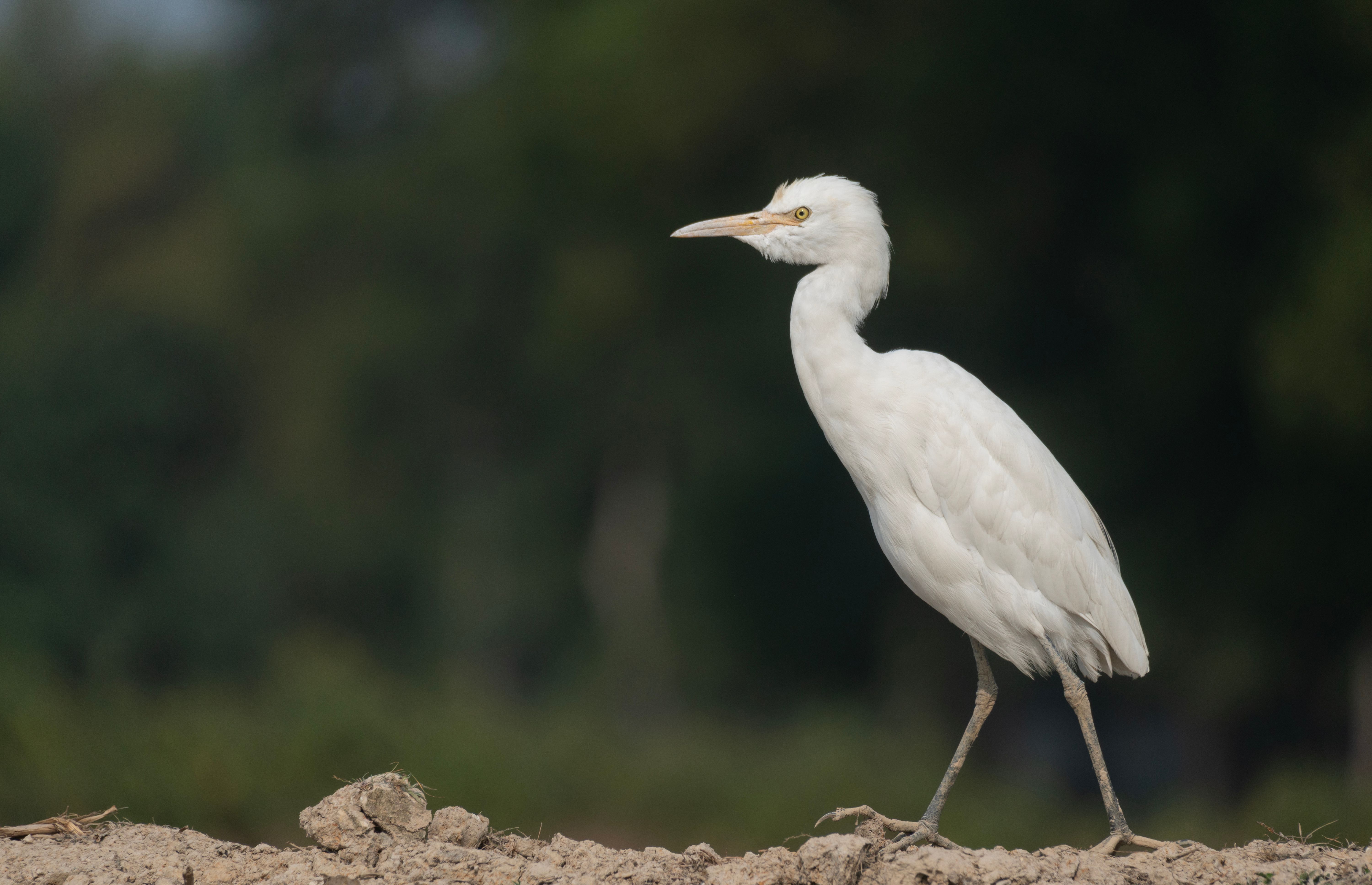 White Bird Background Photos, Download The BEST Free White Bird ...