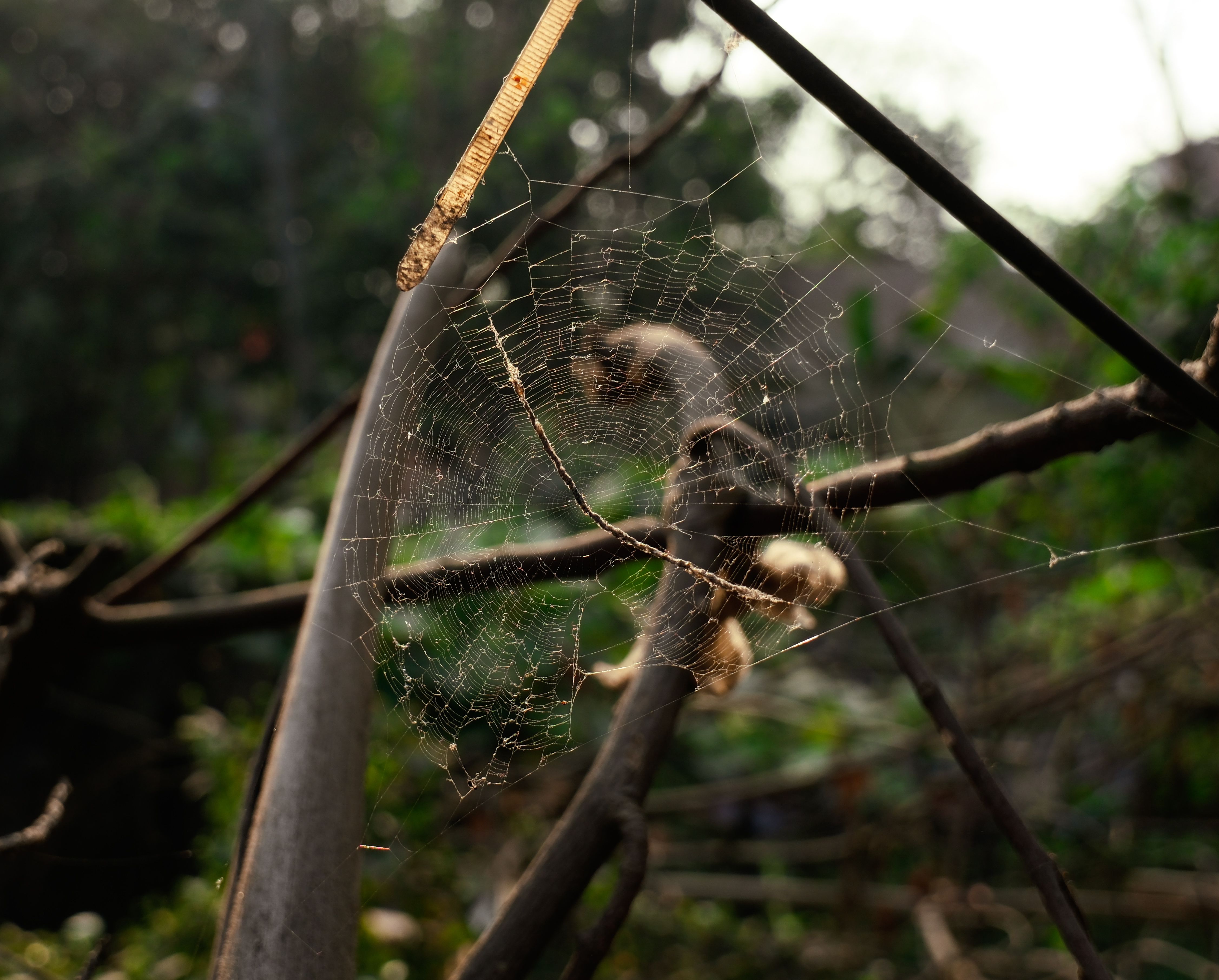 Spoder Web Photos, Download The BEST Free Spoder Web Stock Photos & HD ...