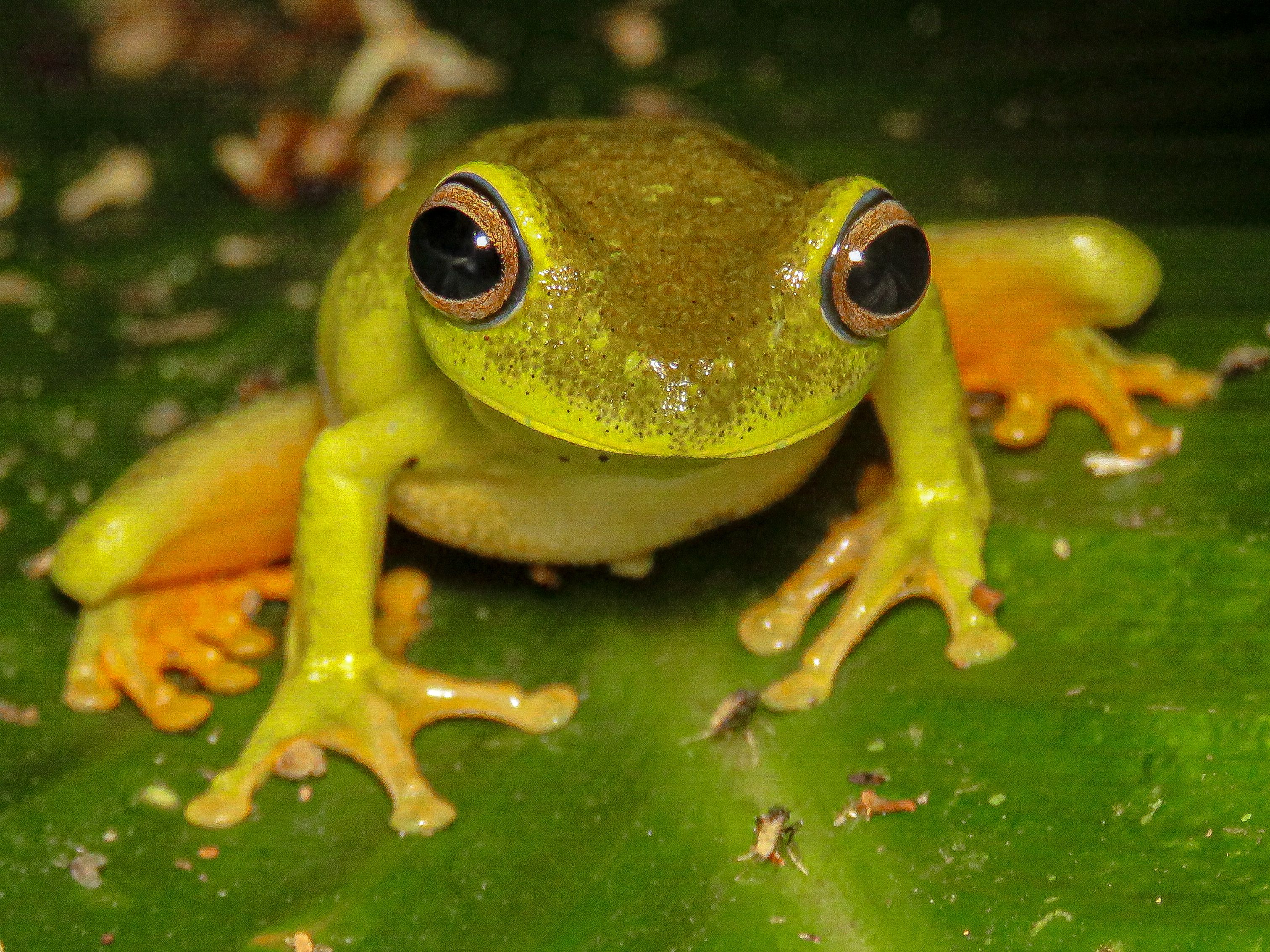 Close-up of vibrant green tree frog on leaf · Free Stock Photo