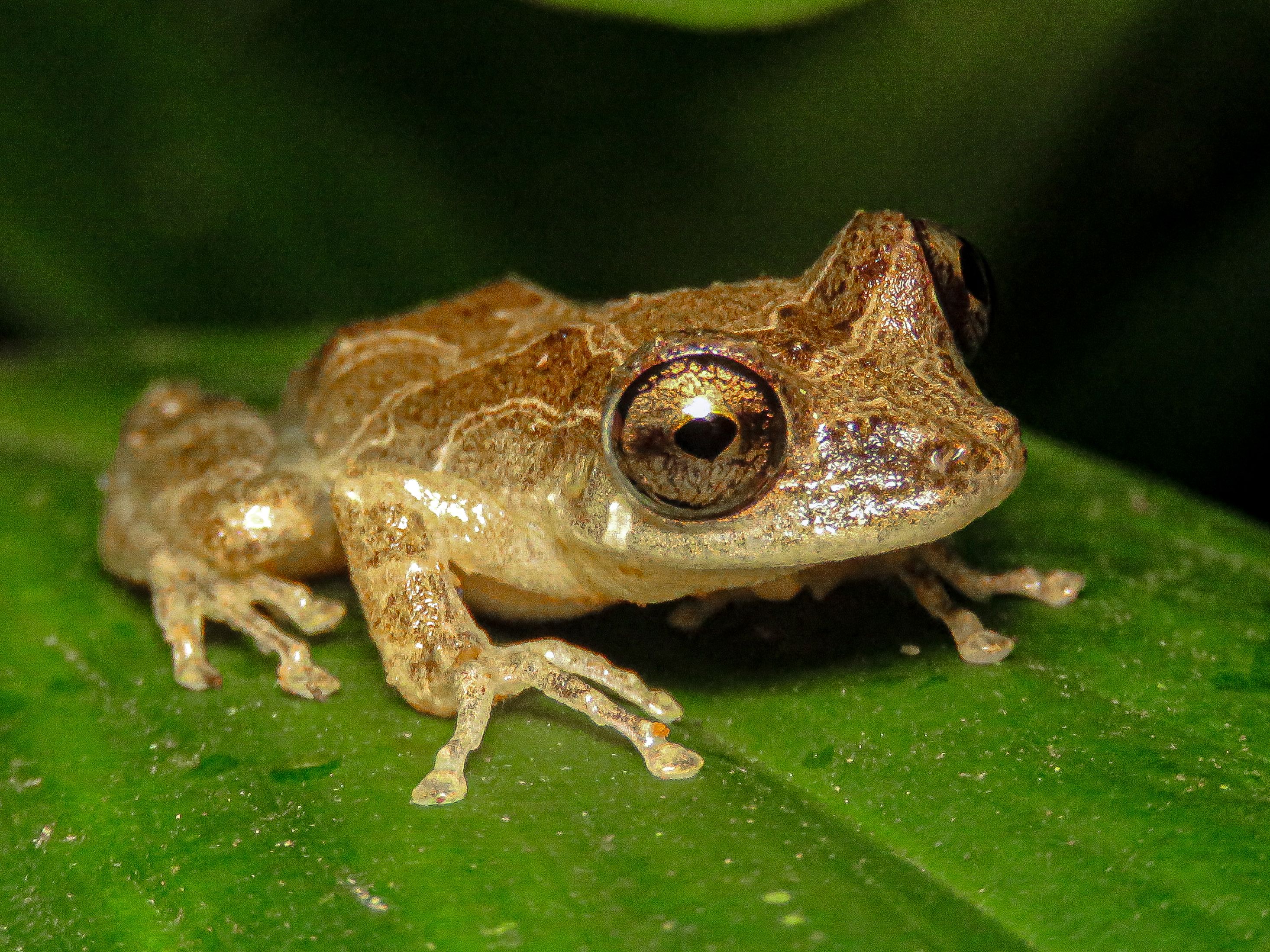 Fotografía Macro De Una Rana Arbórea Sobre Una Hoja · Foto de stock ...