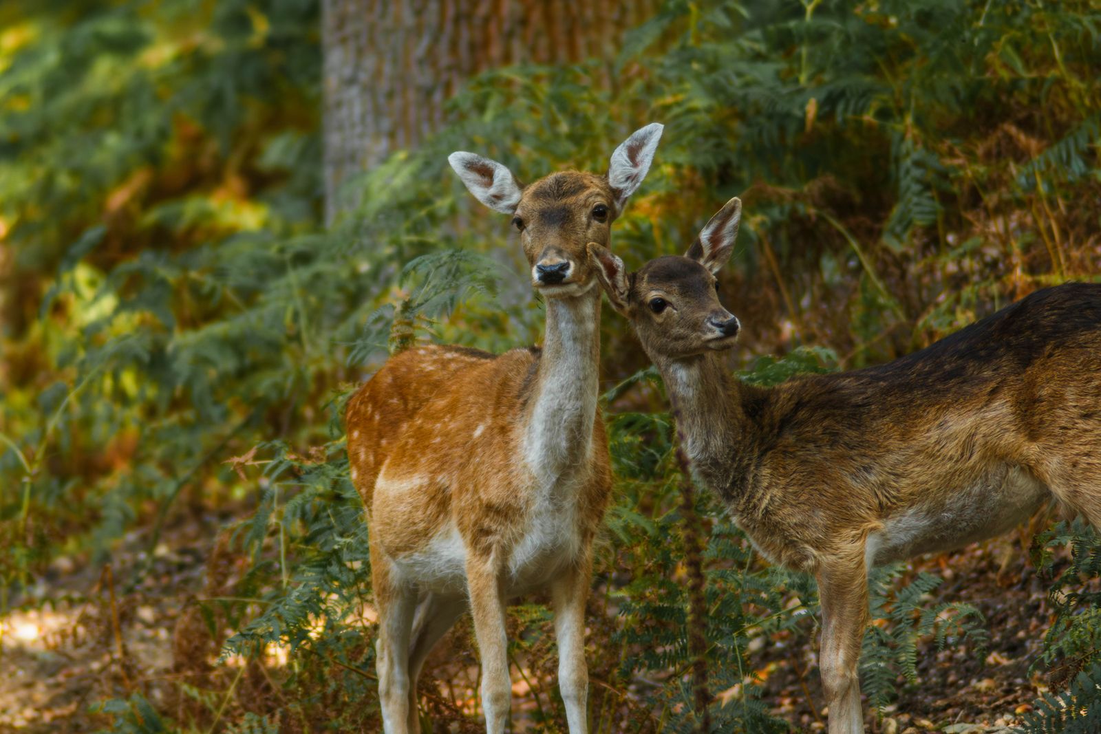 Forest Animals Photos, Download The BEST Free Forest Animals Stock ...