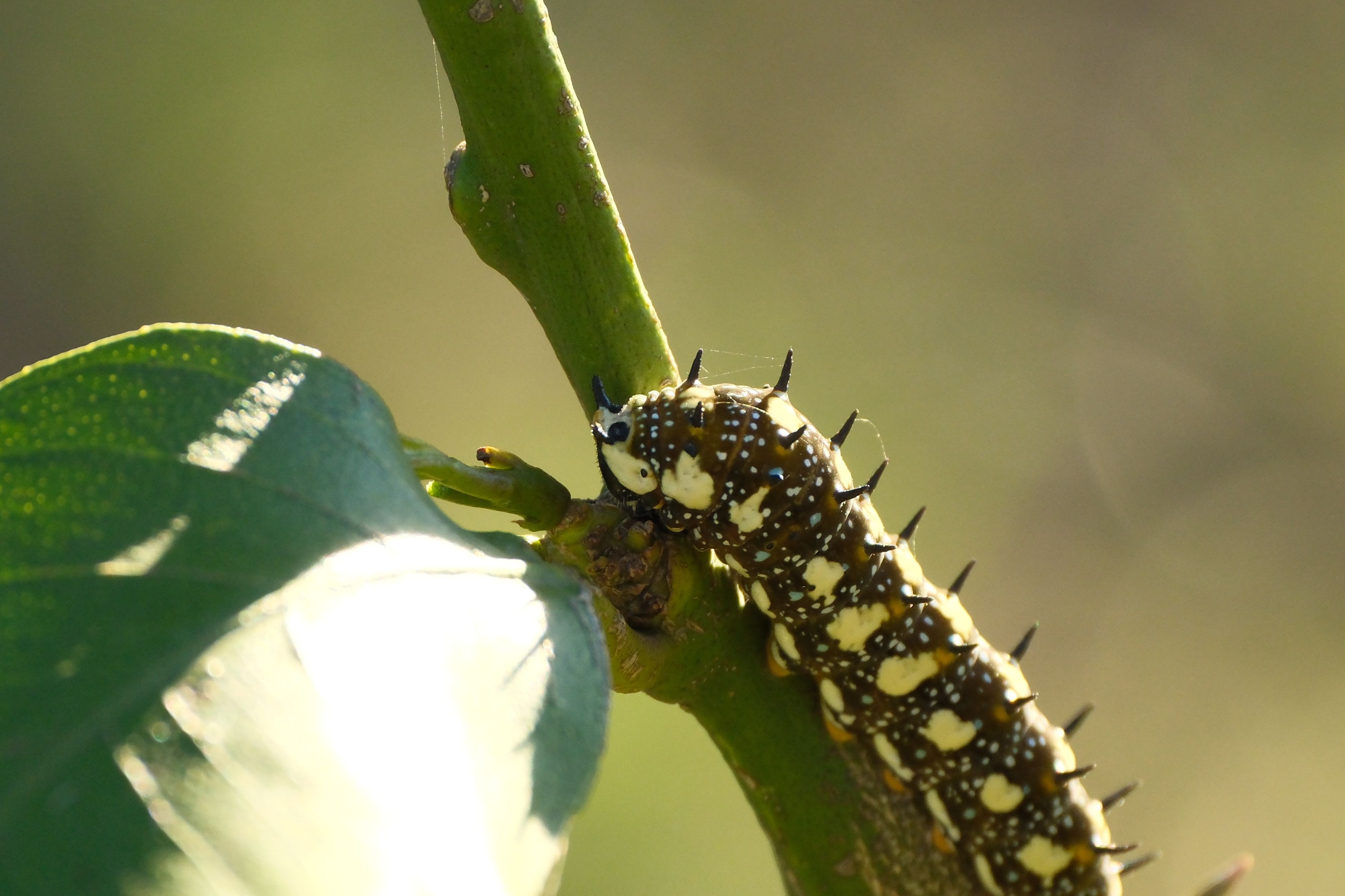 Skeletonizer Caterpillar Photos, Download The BEST Free Skeletonizer ...