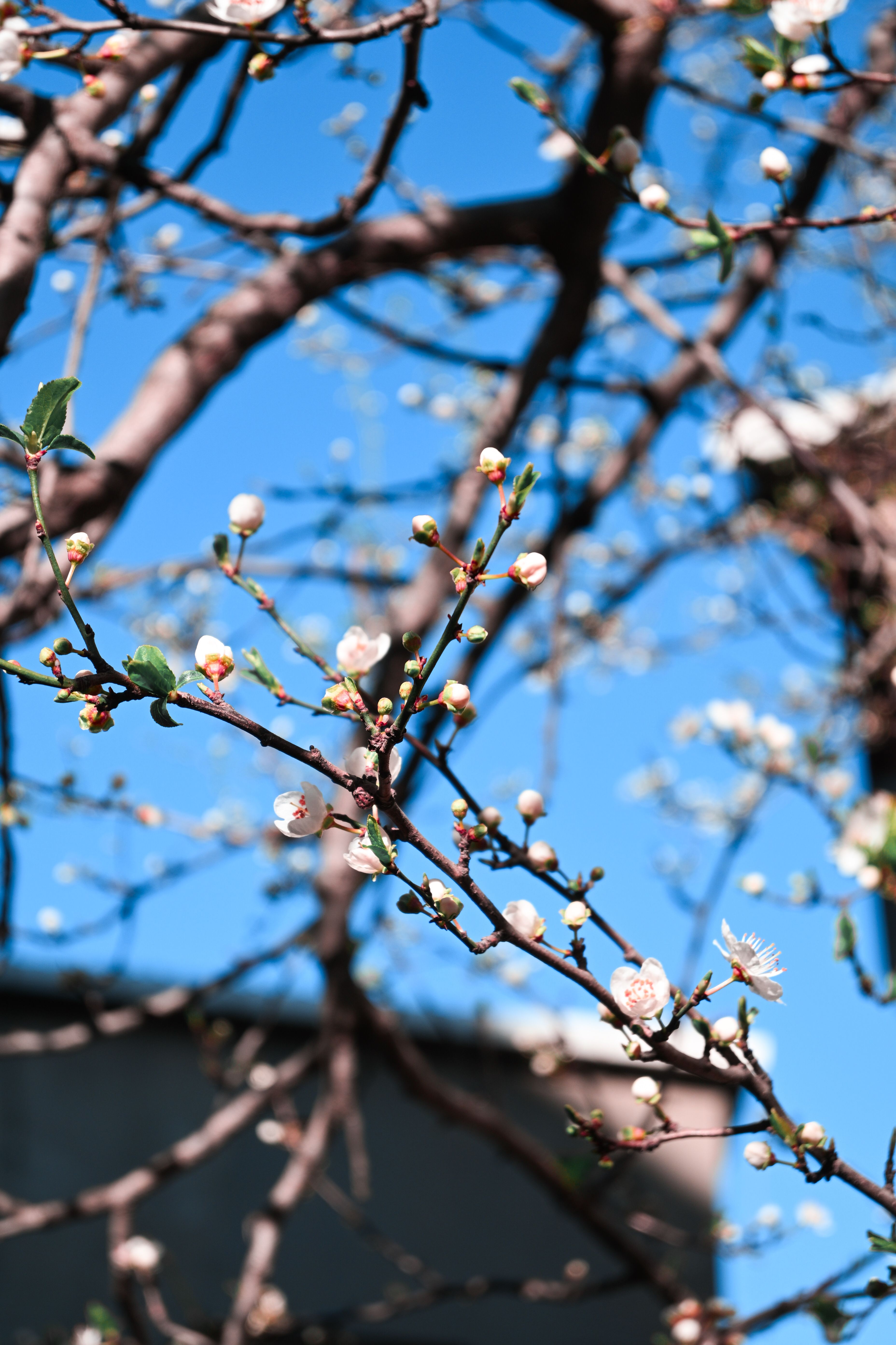 Spring Scene Background Photos, Download The BEST Free Spring Scene ...