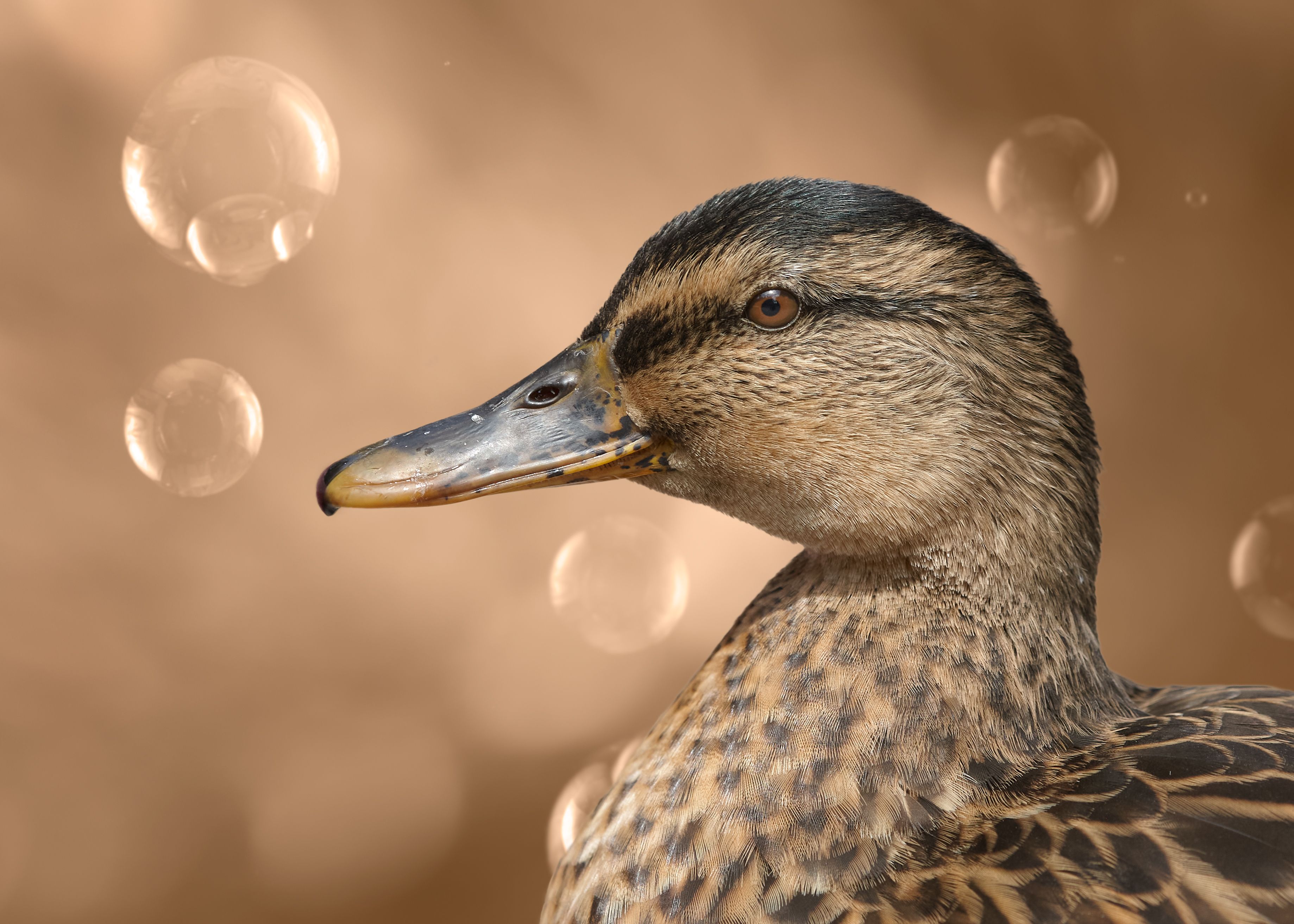 Duck+Pfp Photos, Download The BEST Free Duck+Pfp Stock Photos & HD Images