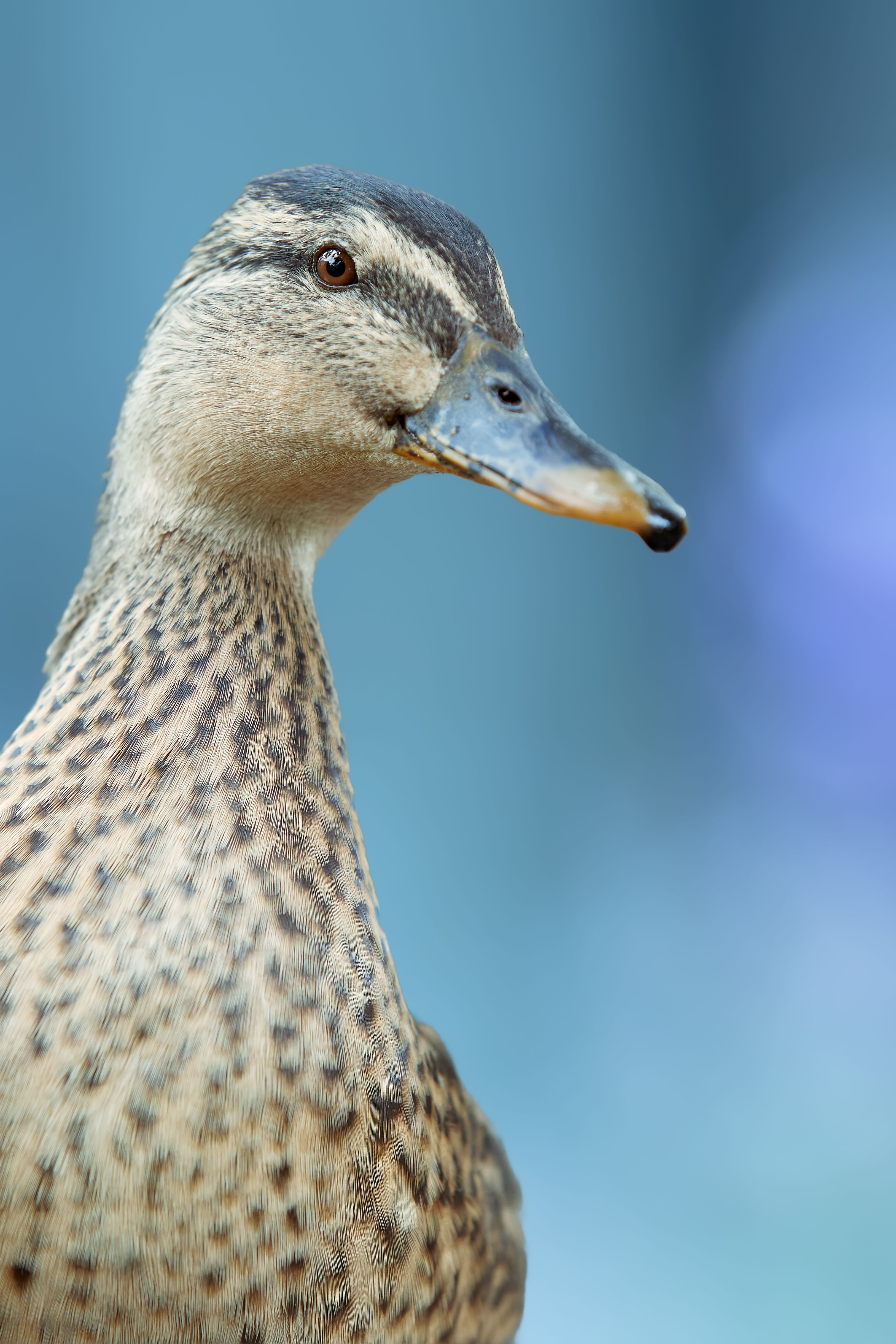 Cartoon Duck Photos, Download The BEST Free Cartoon Duck Stock Photos ...