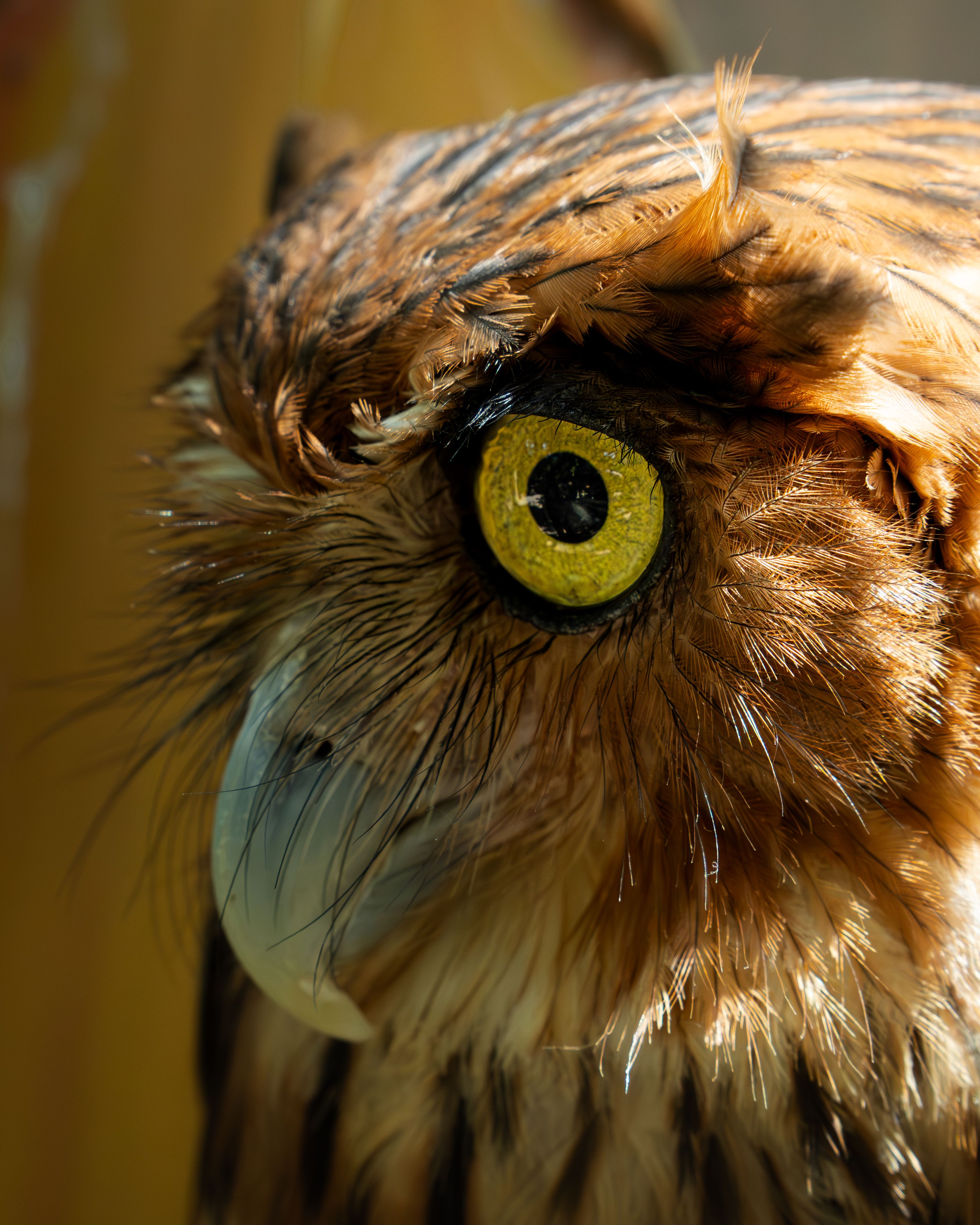Photo gratuite de actions d adobe, alerte, aviaire, bec, bec pointu ...