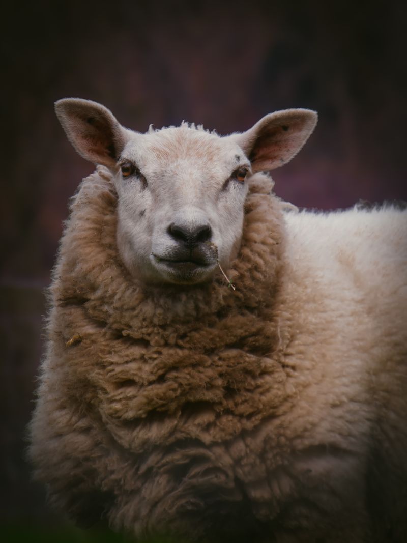 Pictures Of Sheep Photos, Download The BEST Free Pictures Of Sheep ...
