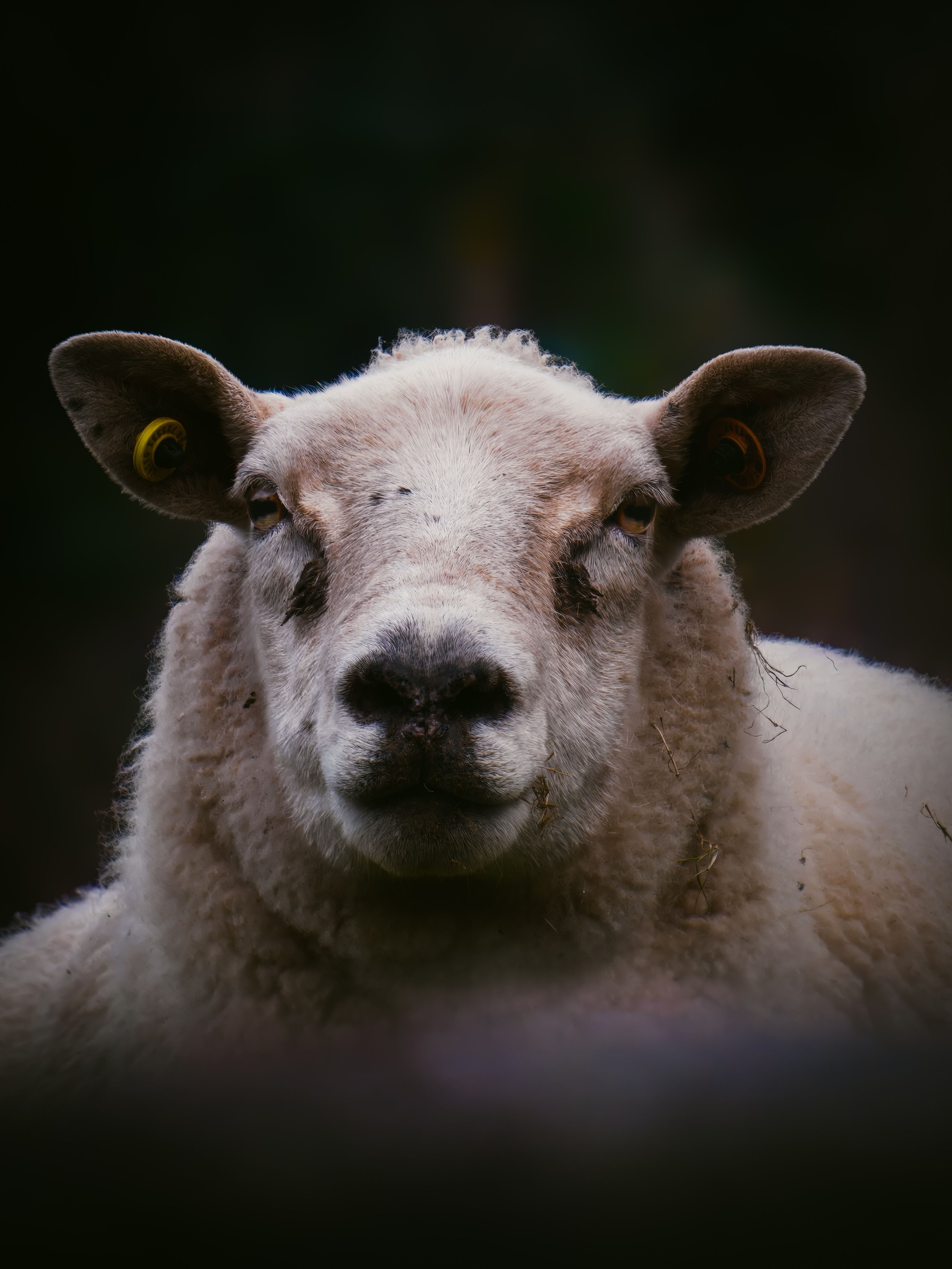 Retrato De Primer Plano De Una Oveja Con Fondo Oscuro · Foto de stock ...