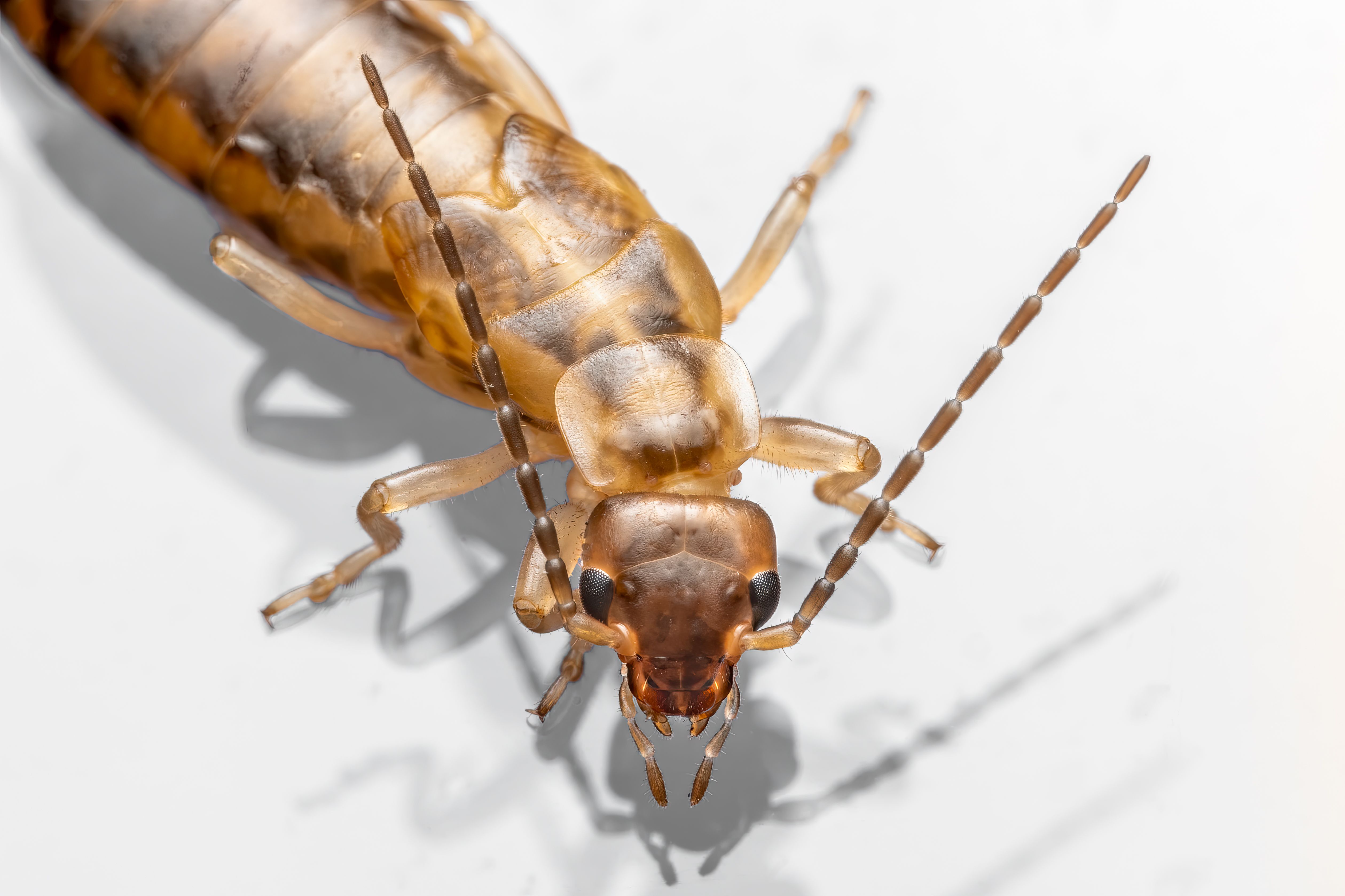 Free Images Of Termites Photos, Download The BEST Free Free Images Of ...