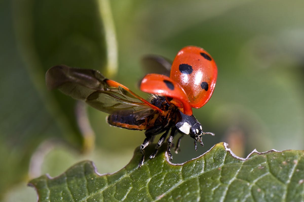 Ladybugs Photos, Download The BEST Free Ladybugs Stock Photos & HD Images