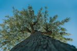 Tree 4k Photos, Download The BEST Free Tree 4k Stock Photos & HD Images