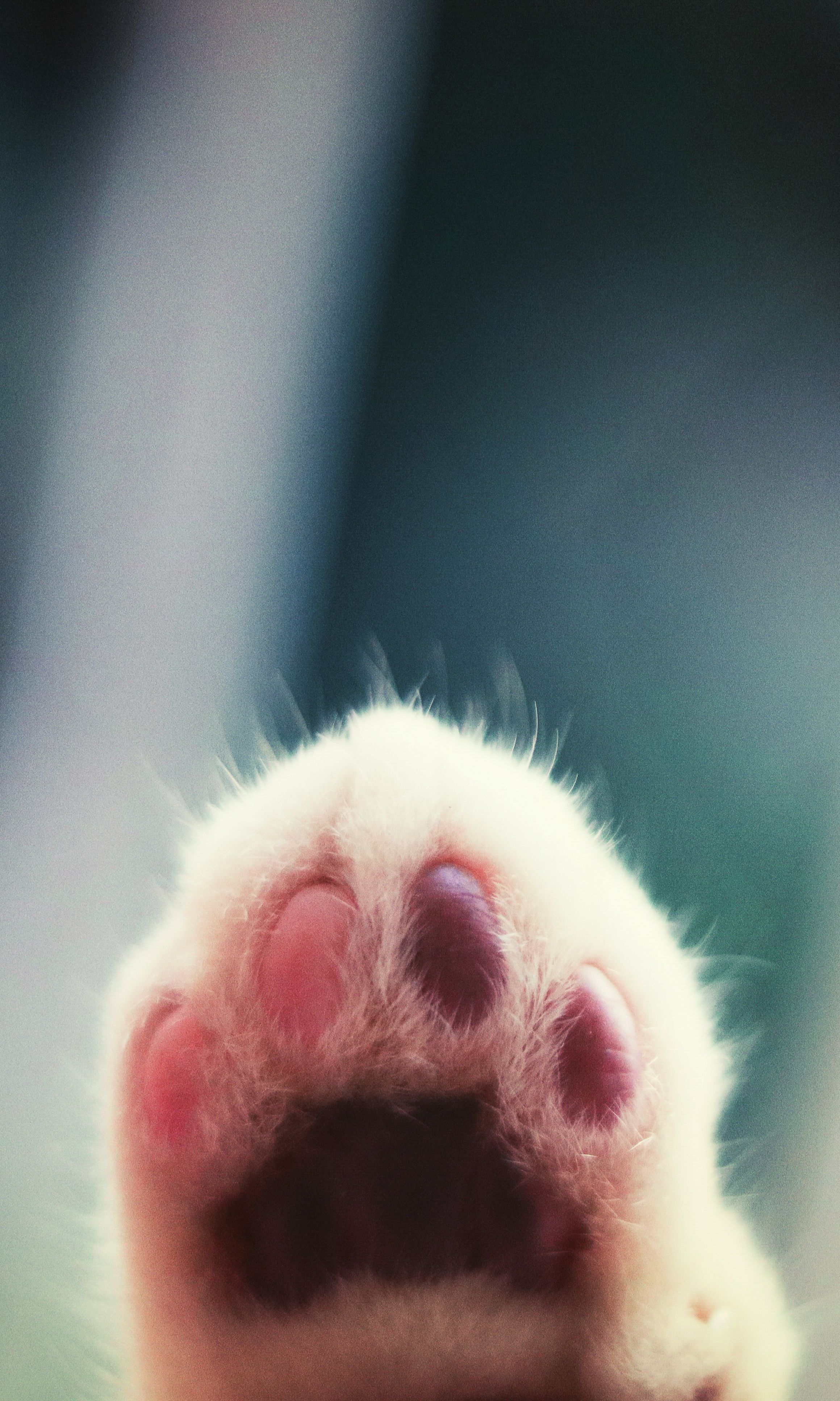 Paw Photos, Download The BEST Free Paw Stock Photos & HD Images