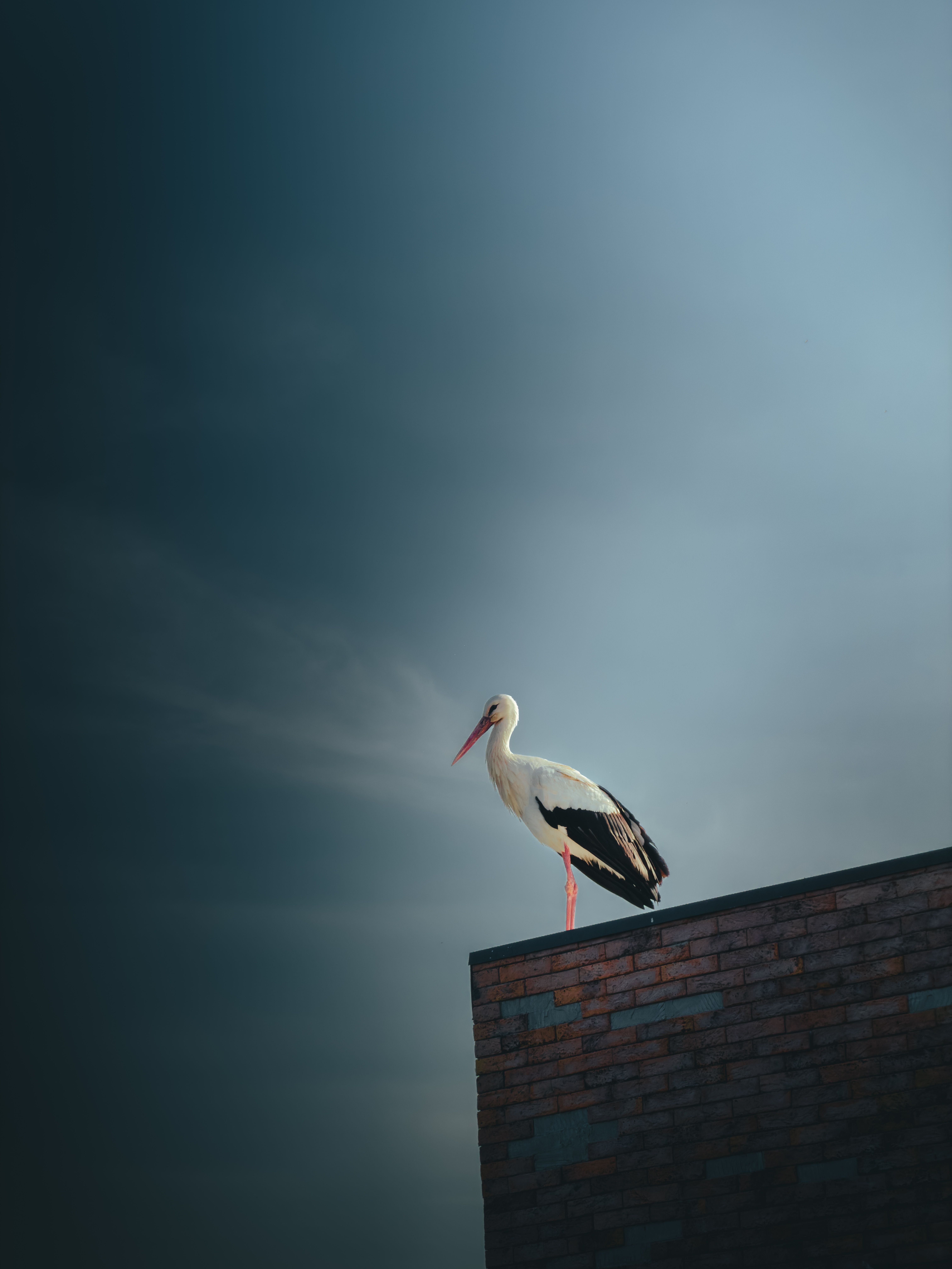 Storm Stork Photos, Download The BEST Free Storm Stork Stock Photos ...