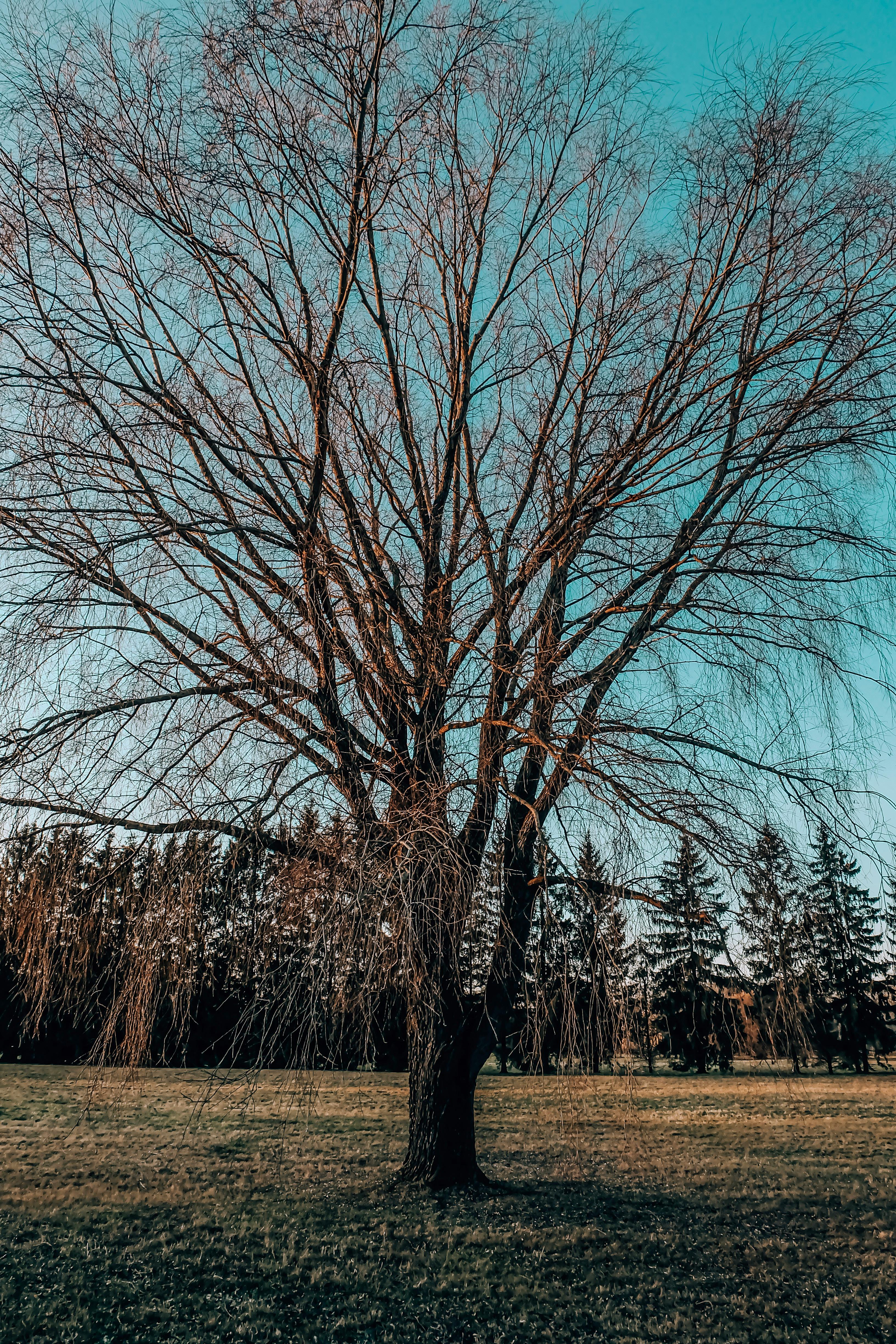 Leafless dry tree in park at daytime · Free Stock Photo