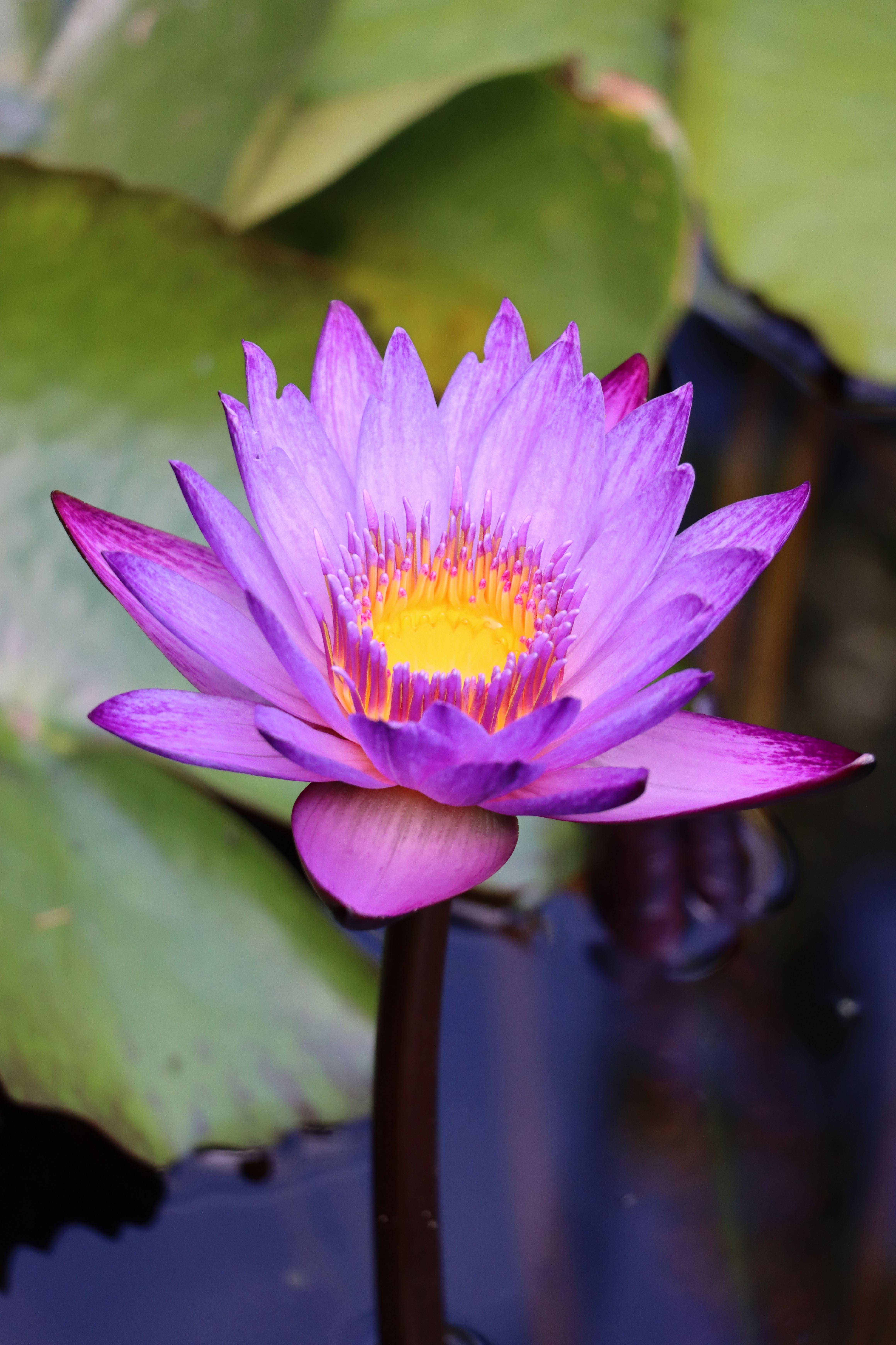 Close-Up of Purple Water Lily with Bee · Free Stock Photo