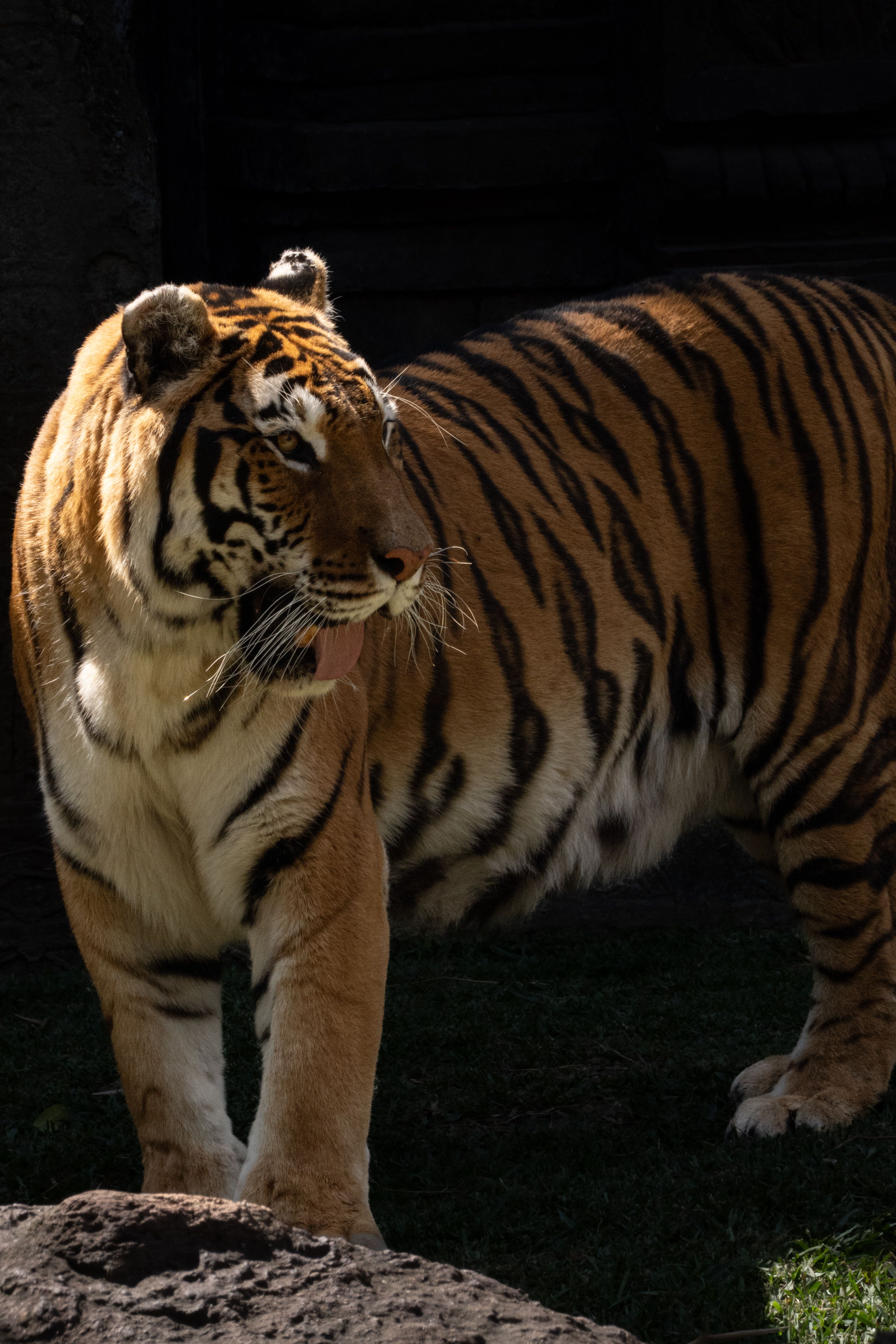 Yuriko+Tiger+Leaked Photos, Download The BEST Free Yuriko+Tiger+Leaked ...