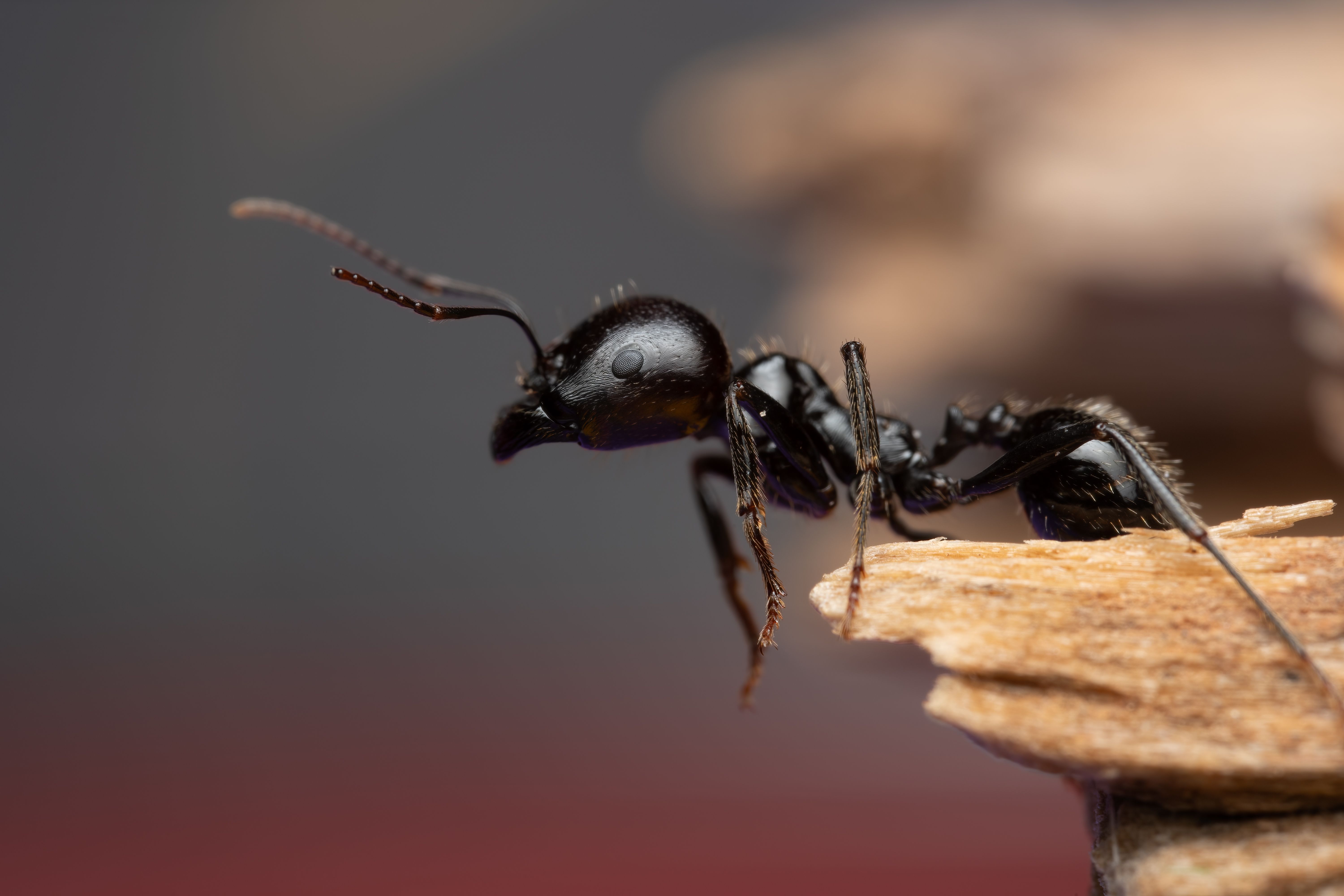 Dracula Ant Photos, Download The BEST Free Dracula Ant Stock Photos ...