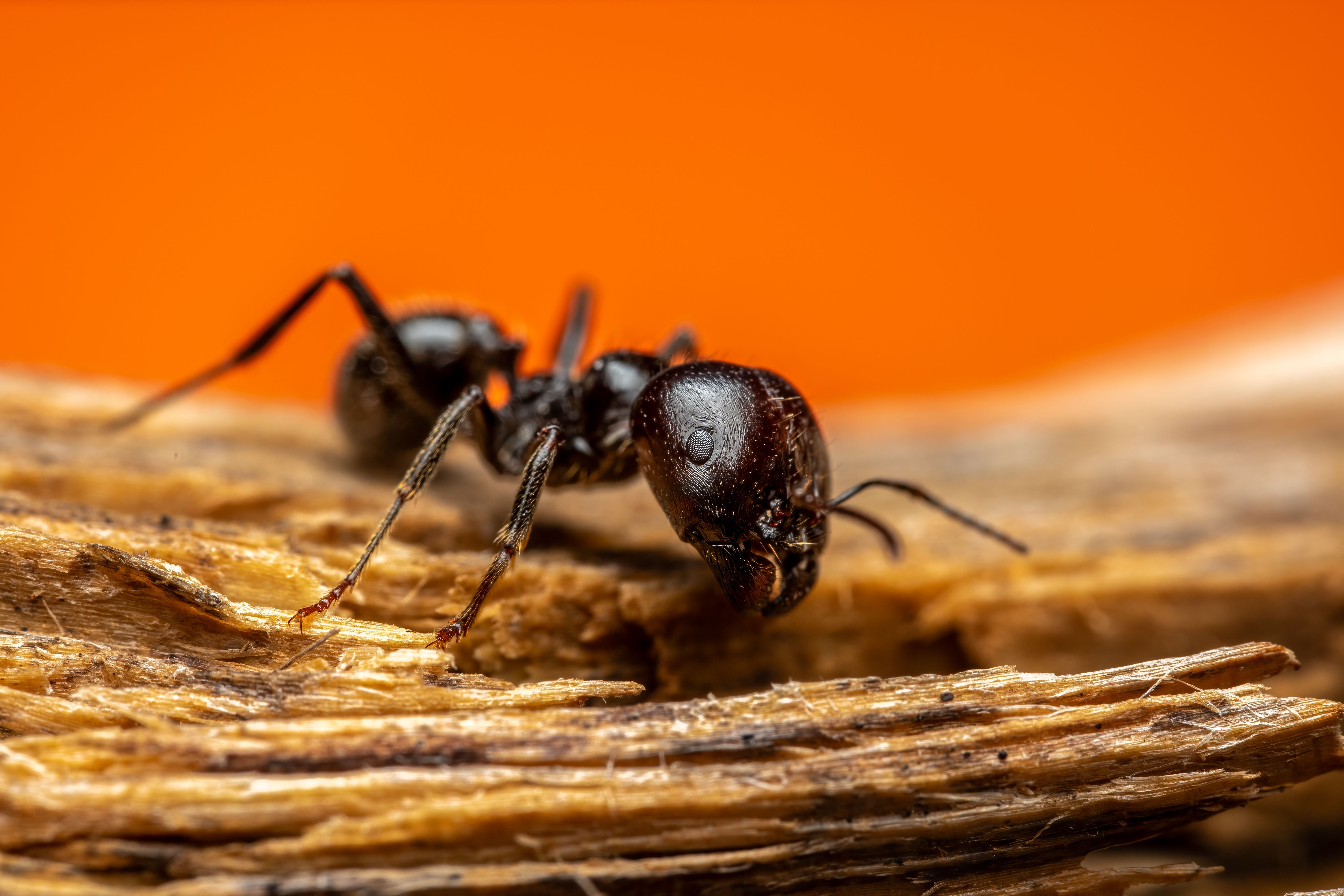 4,000+ Best Ant Photos · 100% Free Download · Pexels Stock Photos
