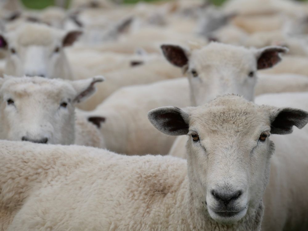Flock of Sheep Grazing Outdoors in Daylight · Free Stock Photo