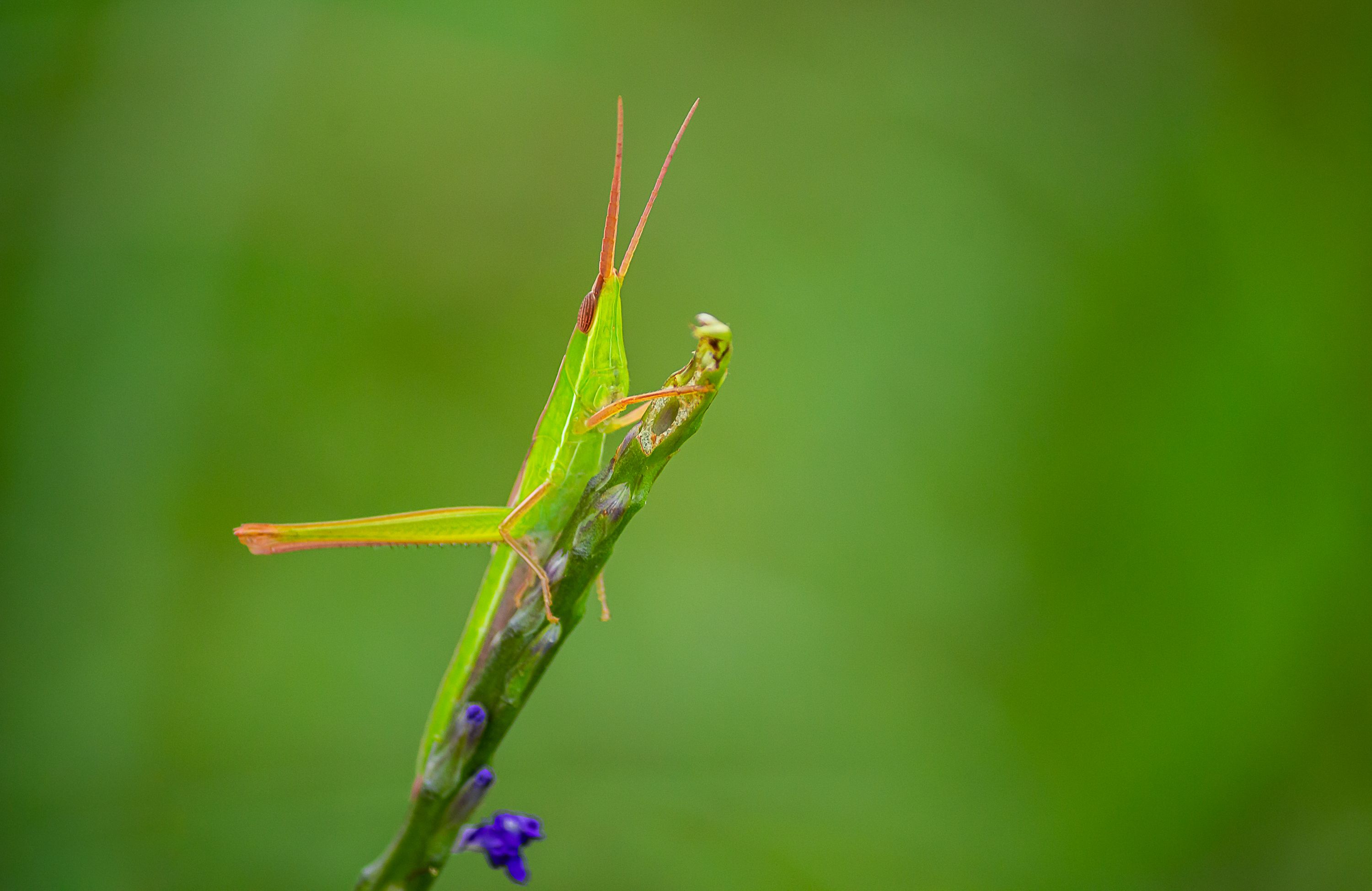 Macro Shot of Grasshopper on a Green Stem · Free Stock Photo