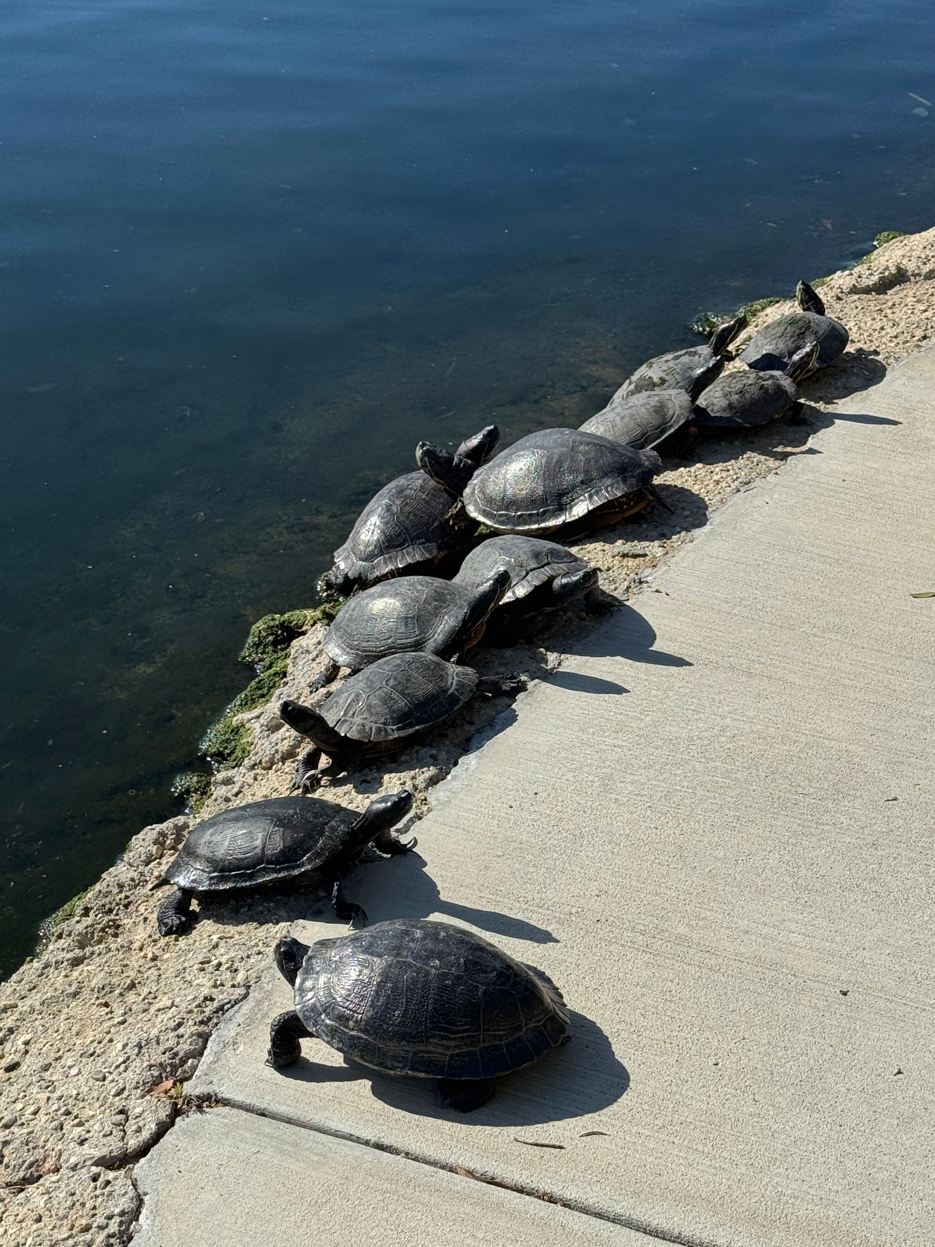 Turtle Walk Photos, Download The BEST Free Turtle Walk Stock Photos ...