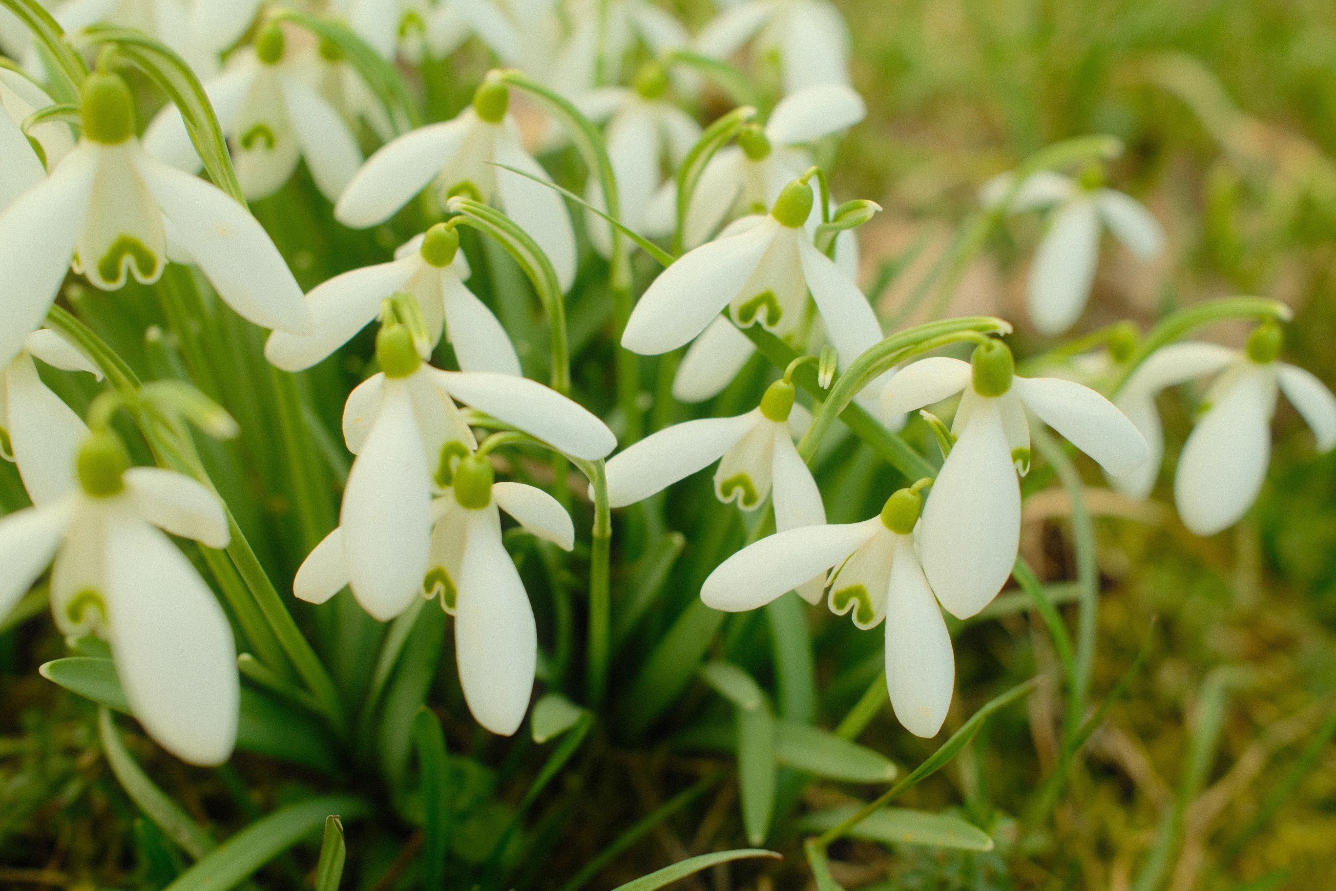 March Spring Photos, Download The BEST Free March Spring Stock Photos ...