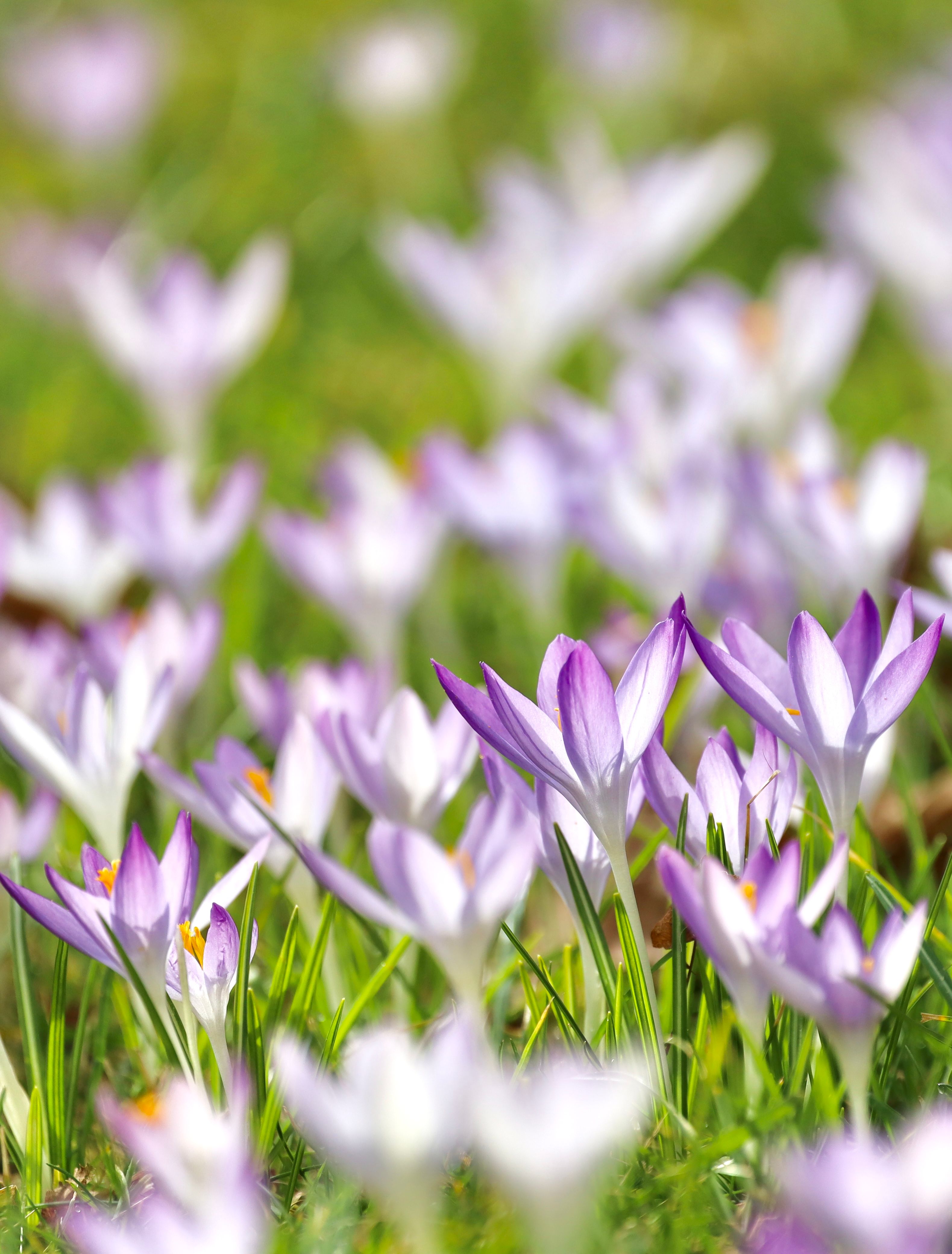 March Spring Photos, Download The BEST Free March Spring Stock Photos ...
