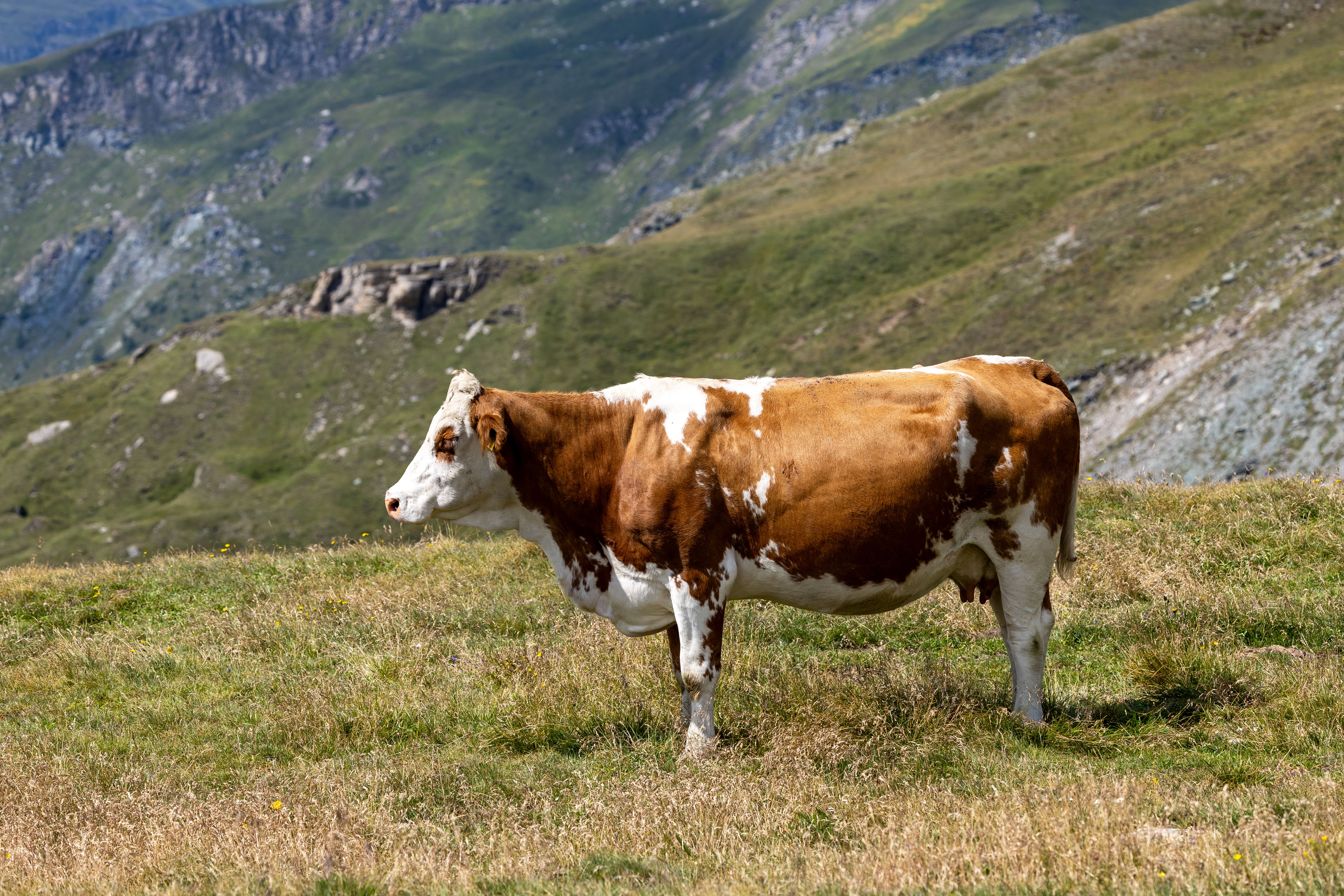 Bovine Grazing in Trentino-Alto Adige Meadows · Free Stock Photo