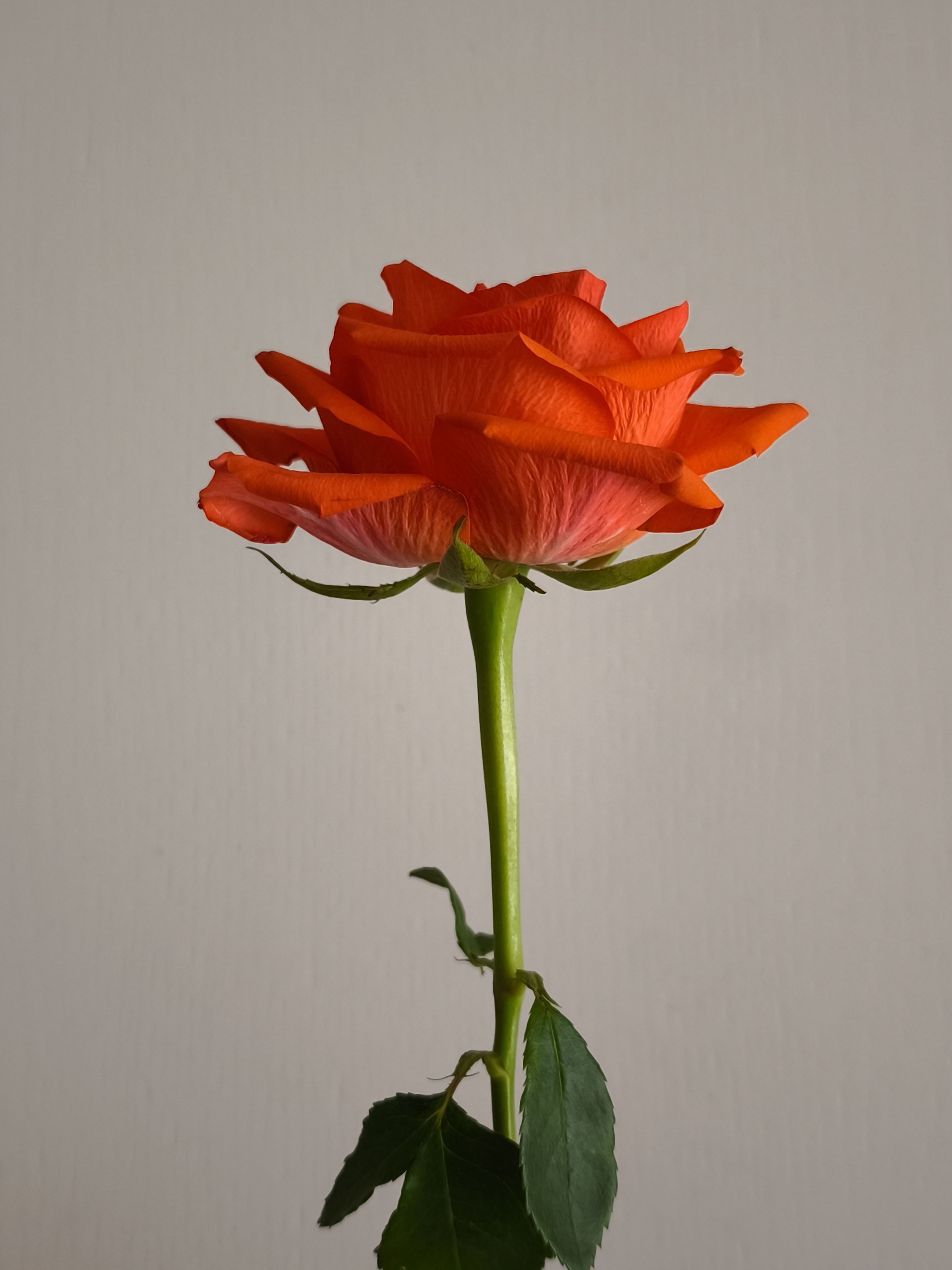 Single Flower Photos, Download The BEST Free Single Flower Stock Photos ...