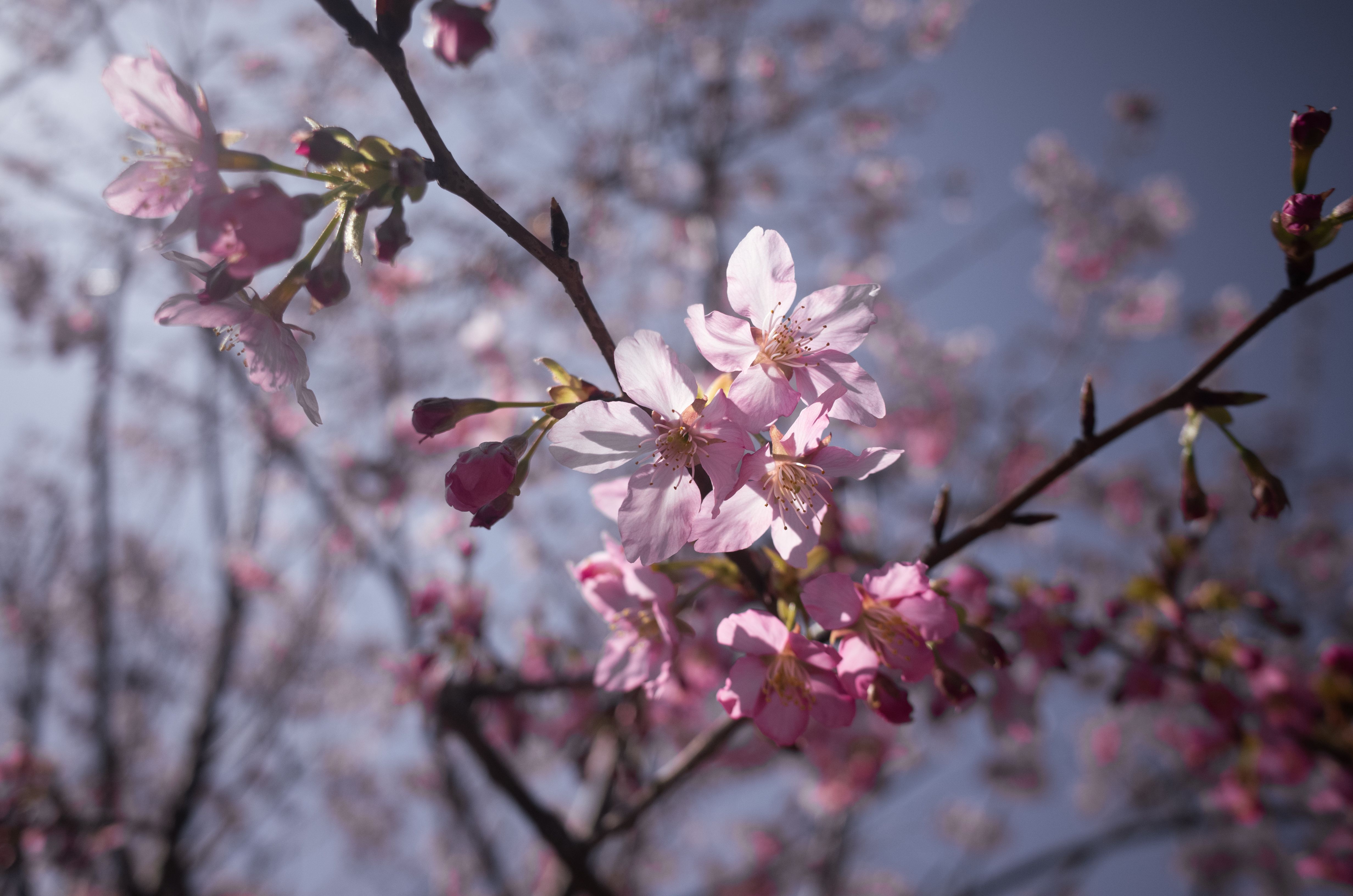 Beautiful Sakura Photos, Download The BEST Free Beautiful Sakura Stock ...