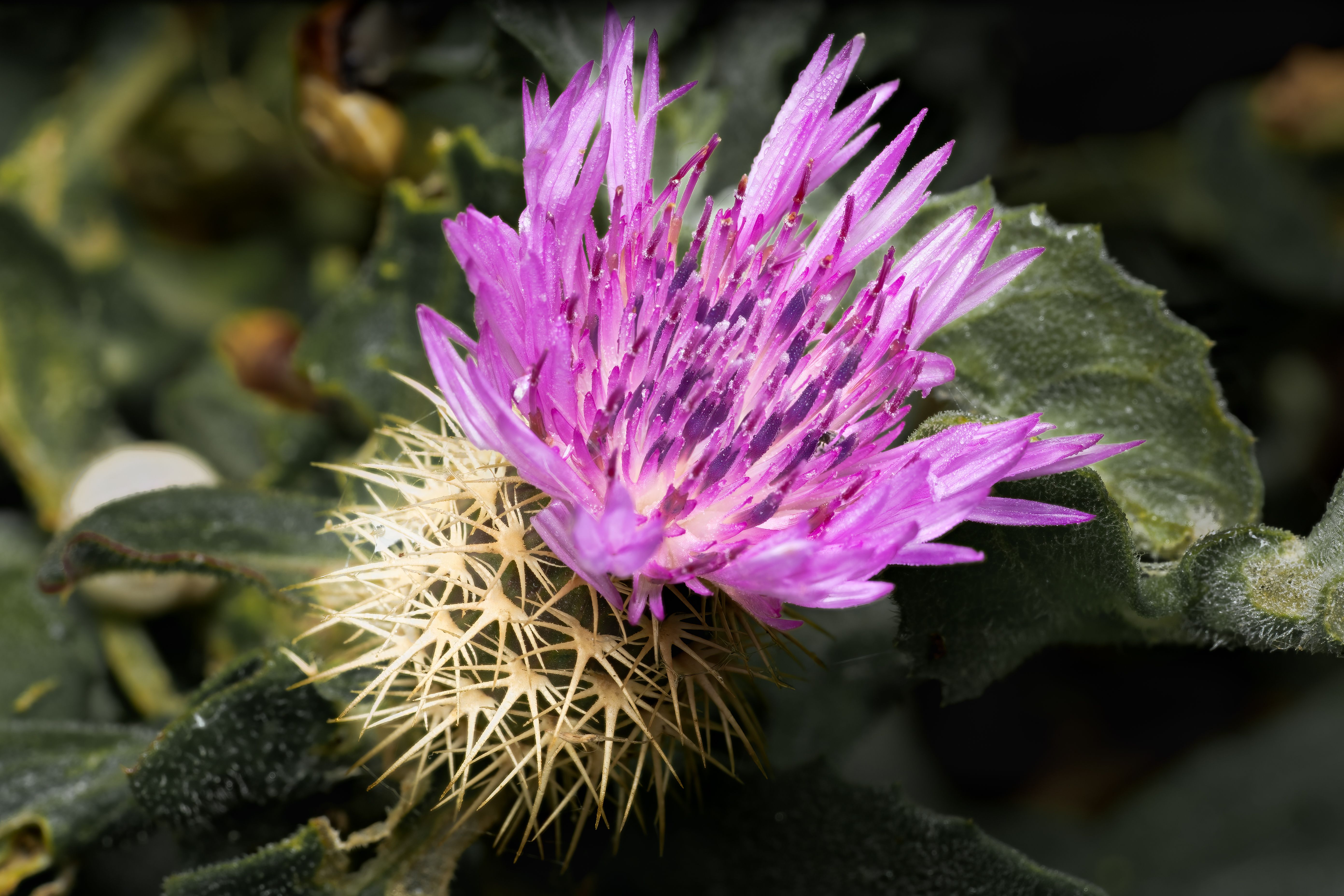 Primer Plano De Una Flor De Cardo Morado Vibrante · Foto de stock gratuita
